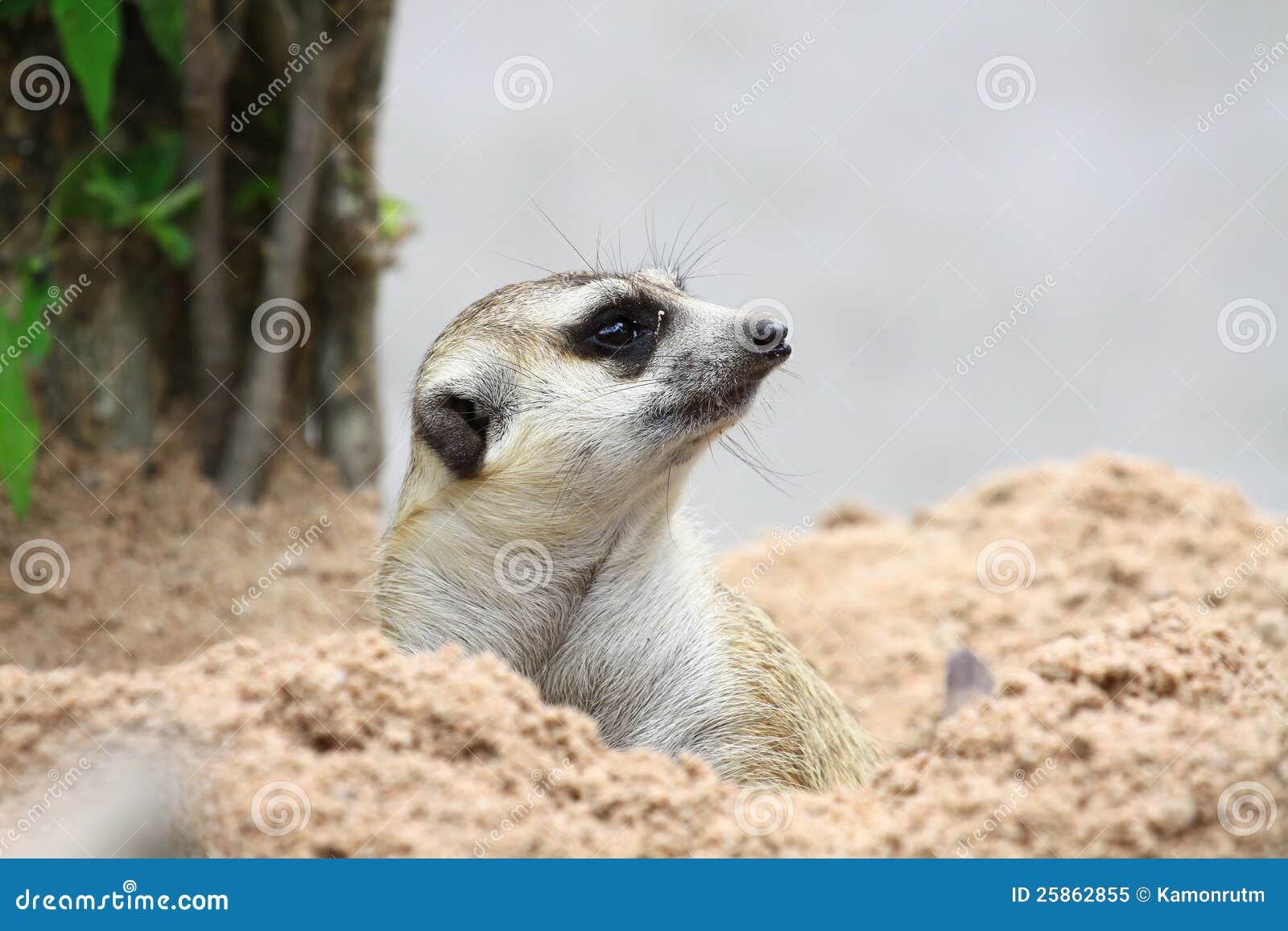 Meerkat Watching stock image. Image of lookout, alert - 25862855