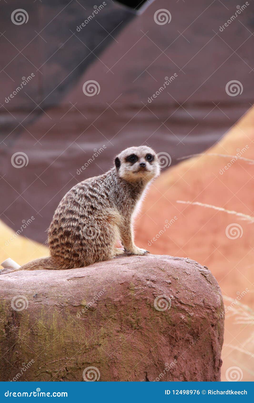 Meerkat Watching 3 stock photo. Image of guard, pregnant - 12498976