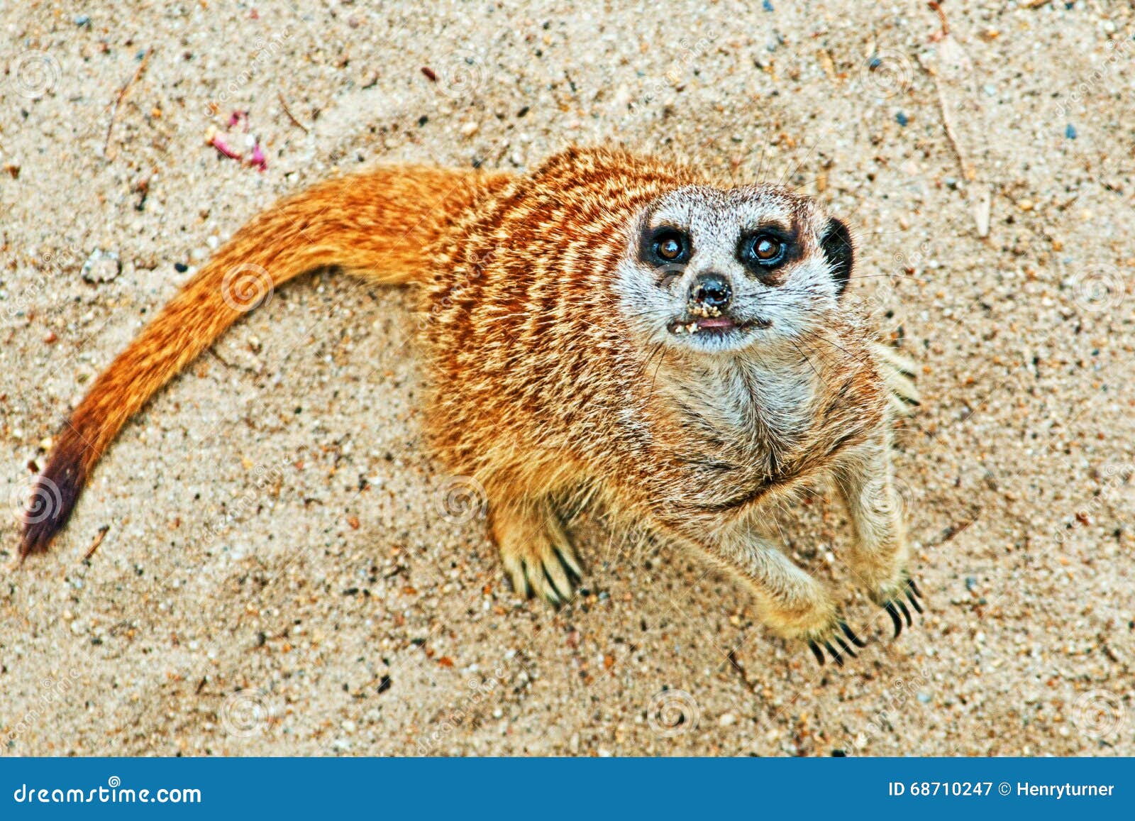 Meerkat Watching Carefully on Desert Sand Stock Image - Image of ...