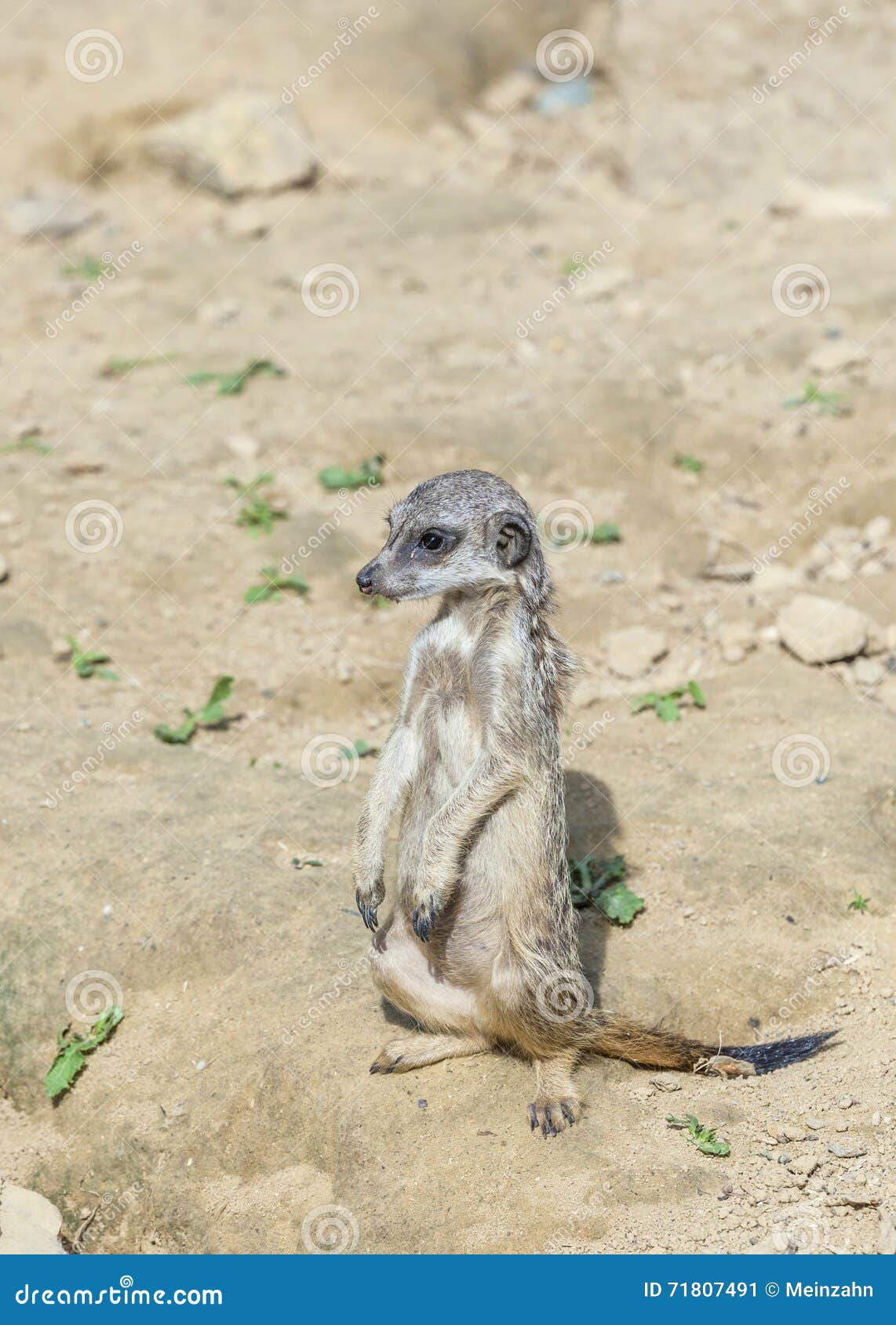 Meerkat Watching the Environment Stock Image - Image of suricate ...