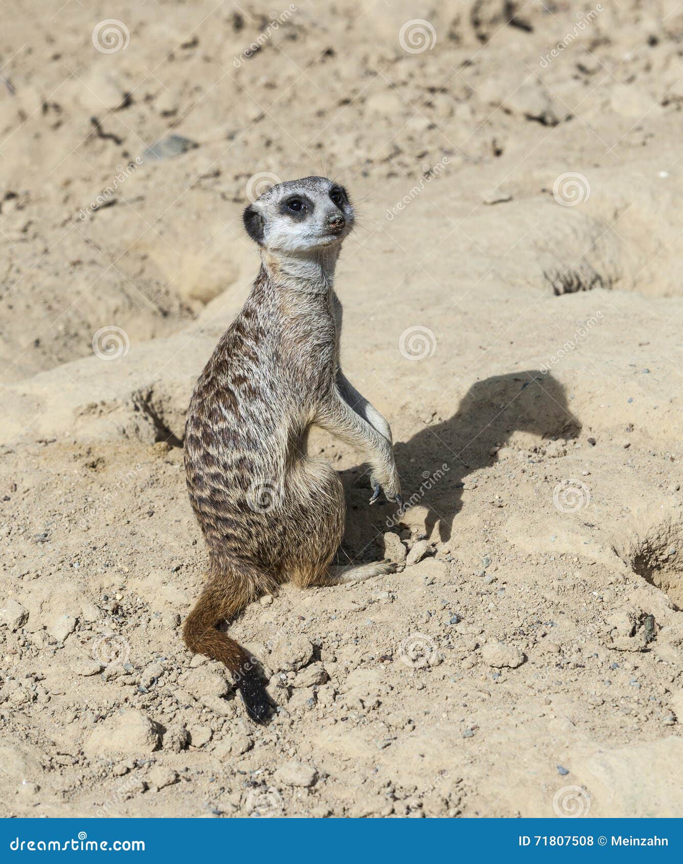 Meerkat Watching the Environment Stock Photo - Image of mongoose ...