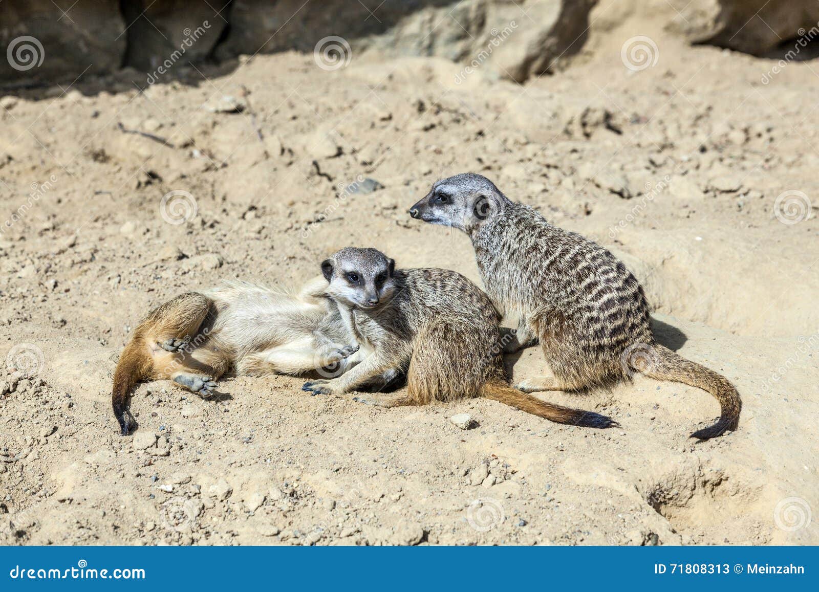 Meerkat Watching the Environment Stock Image - Image of desert ...