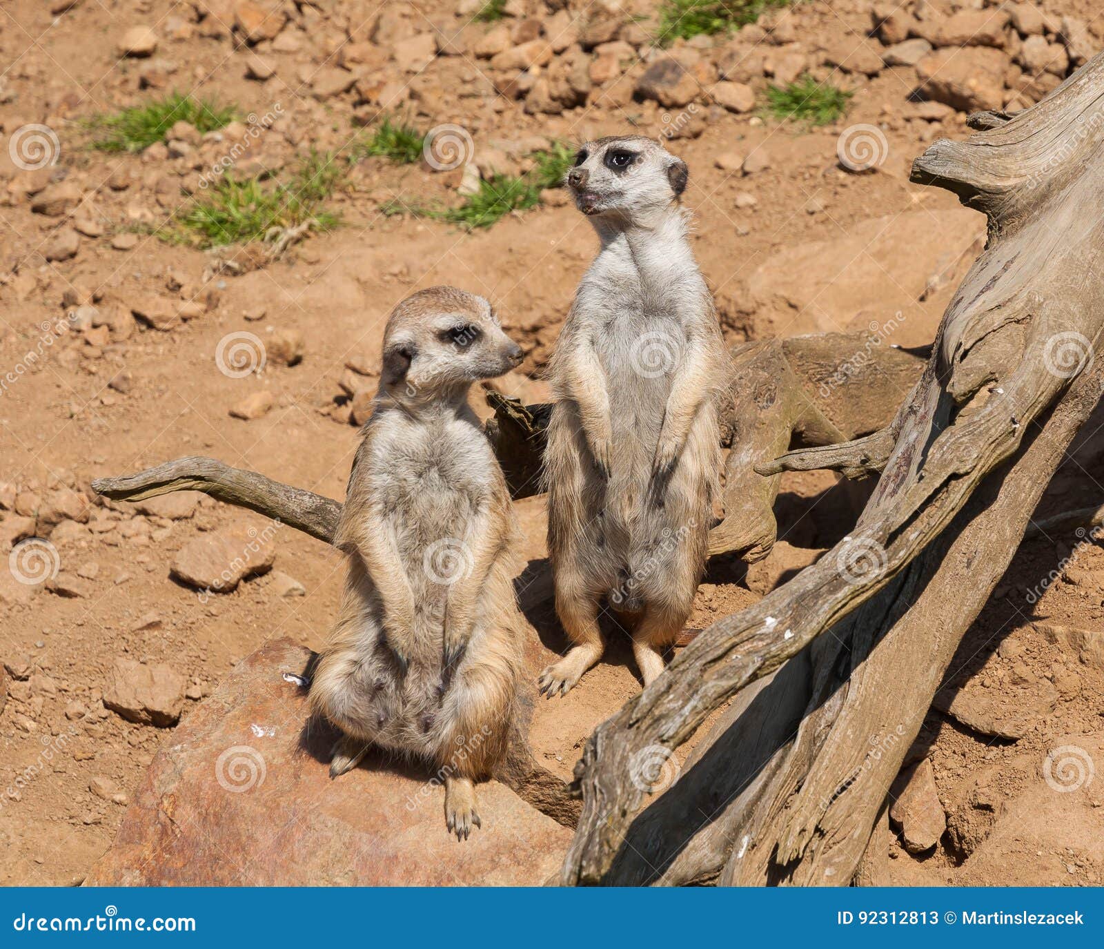 The Meerkat Watching and Guarding in Safari Stock Image - Image of ...