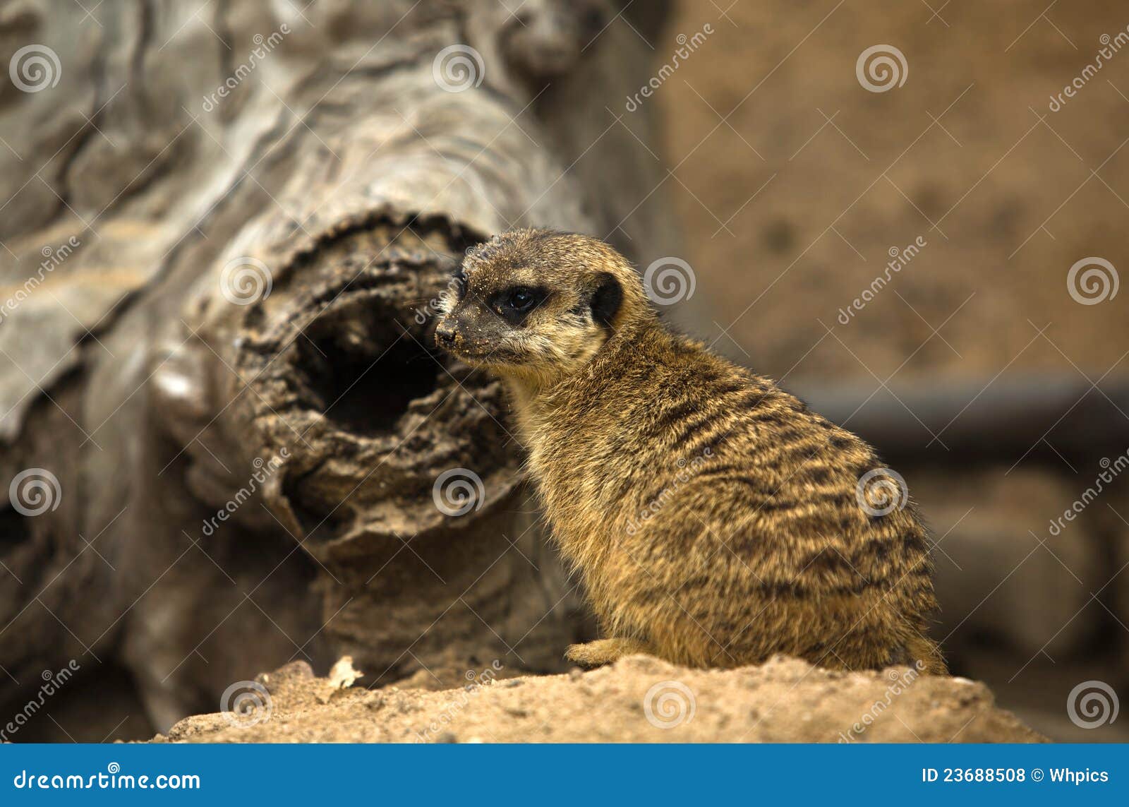 Meerkat watching III stock photo. Image of suricatta - 23688508