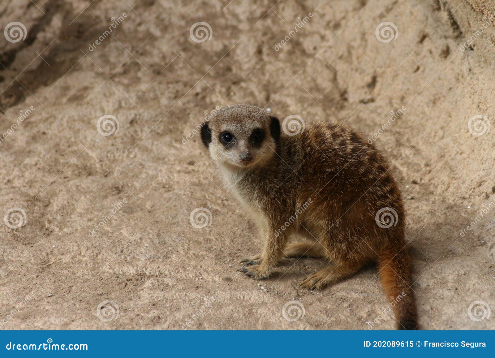 Meerkat Watching Over His Back Stock Image - Image of brown, africa ...