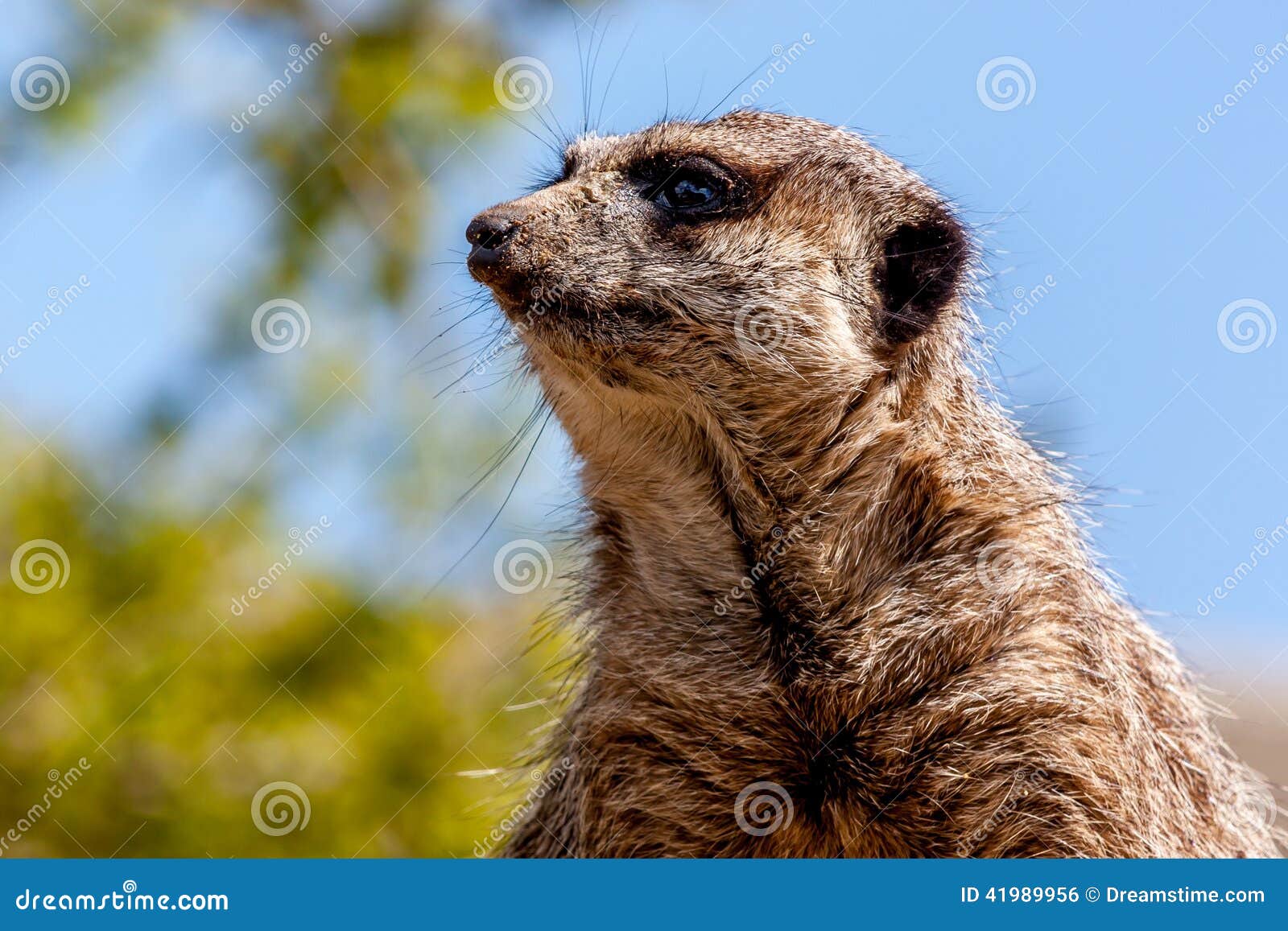 Meerkat Watching stock photo. Image of meerkat, guarding - 41989956