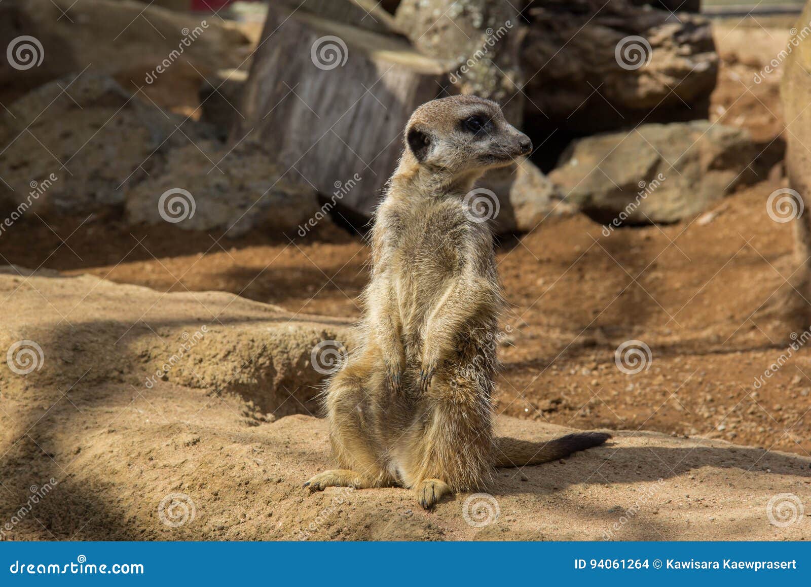 Meerkat stock photo. Image of wildlife, watchful, upright - 94061264