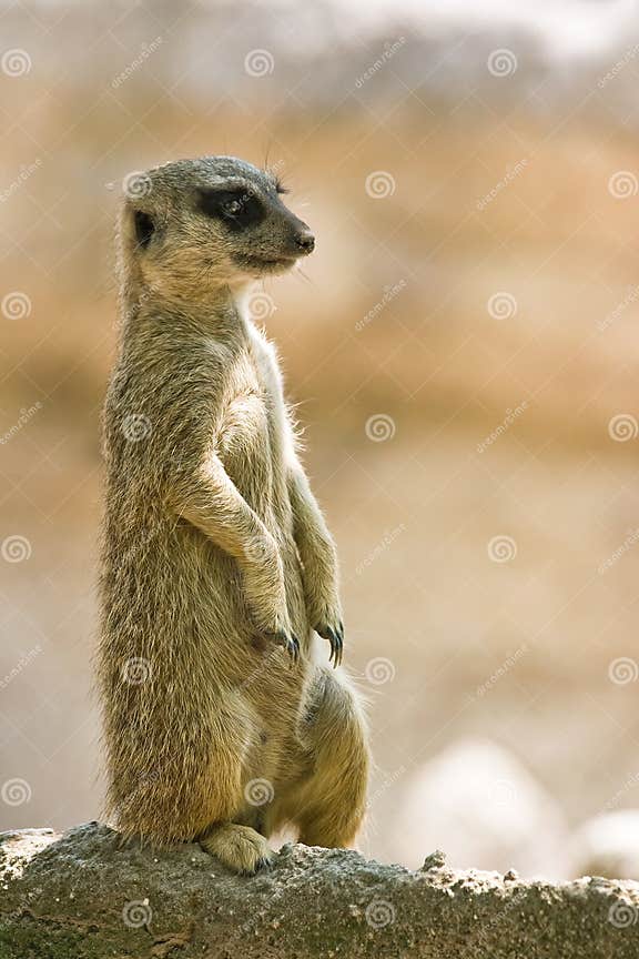 Meerkat watching territory stock image. Image of insectivorous - 14577779