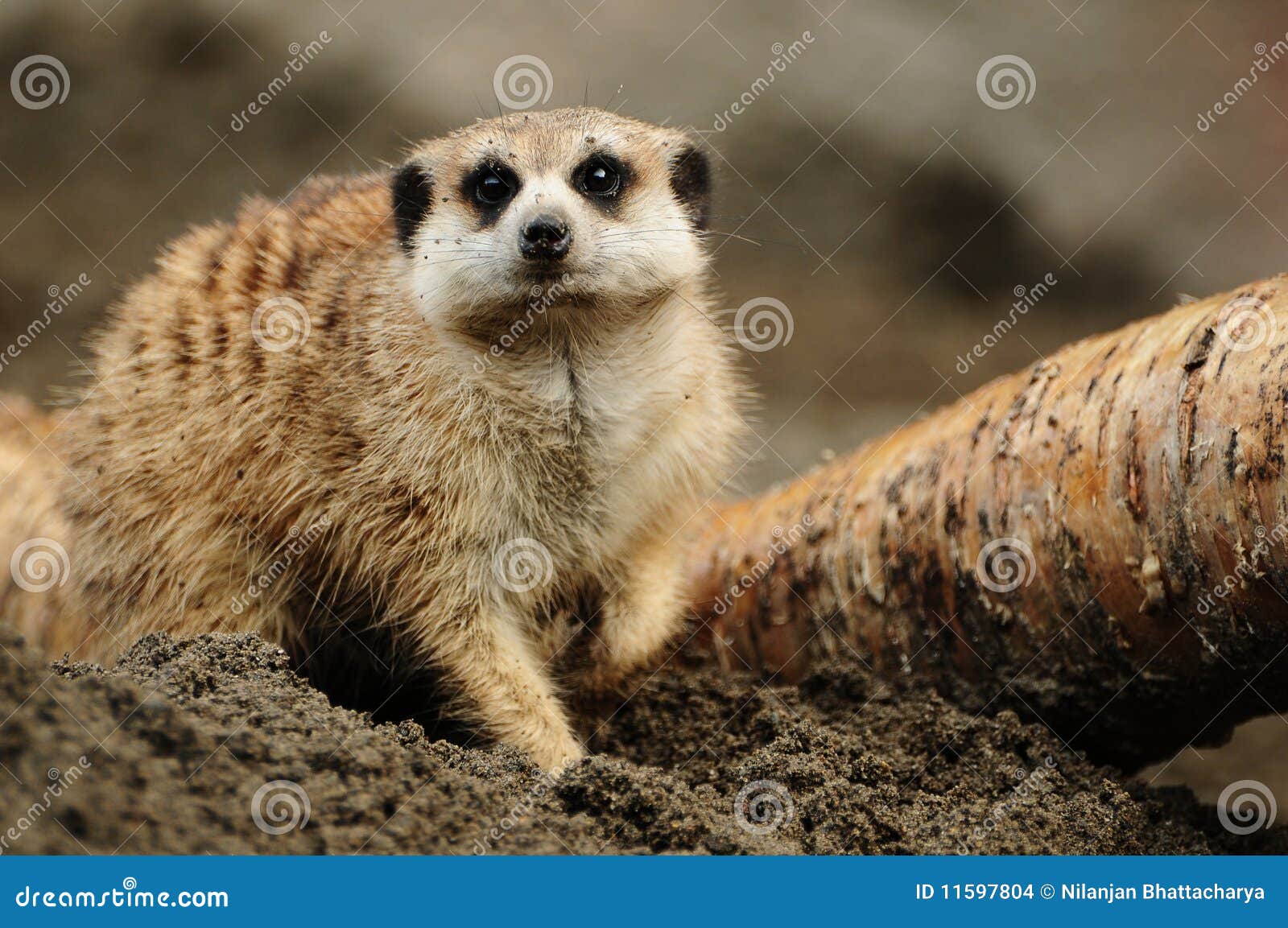 Meerkat working stock photo. Image of mother, nature - 11597804