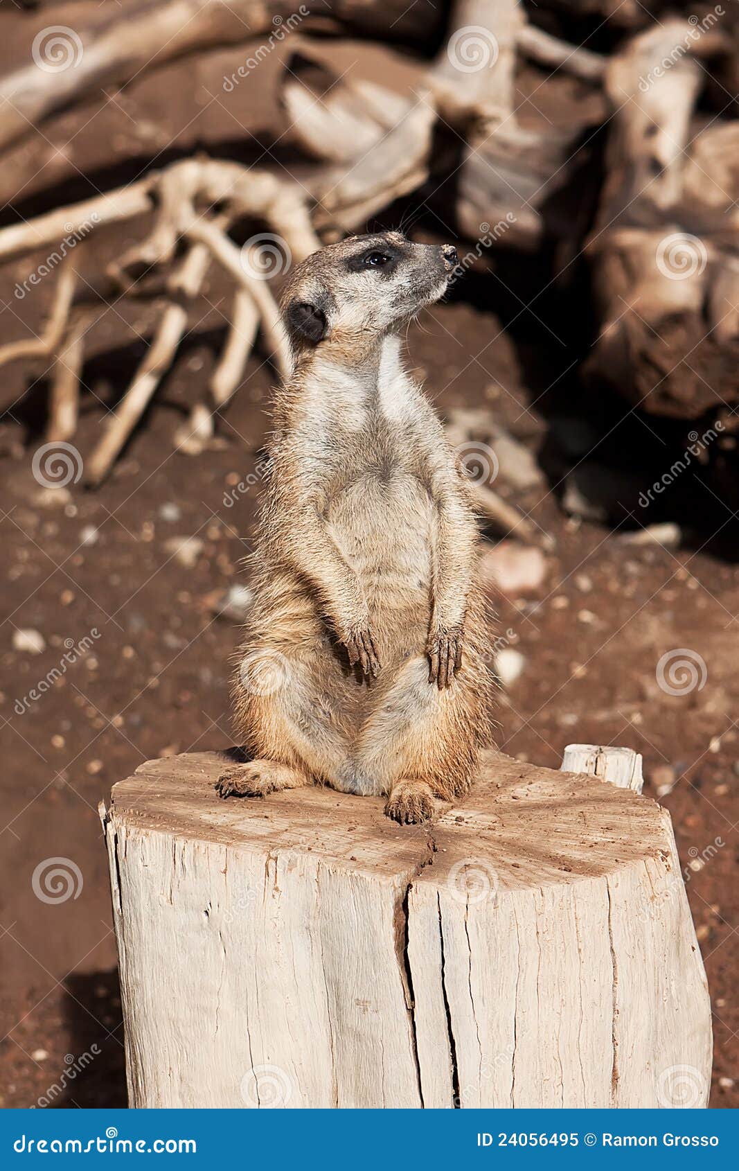 Meerkat in zoo stock image. Image of cute, alarm, omnivore - 24056495