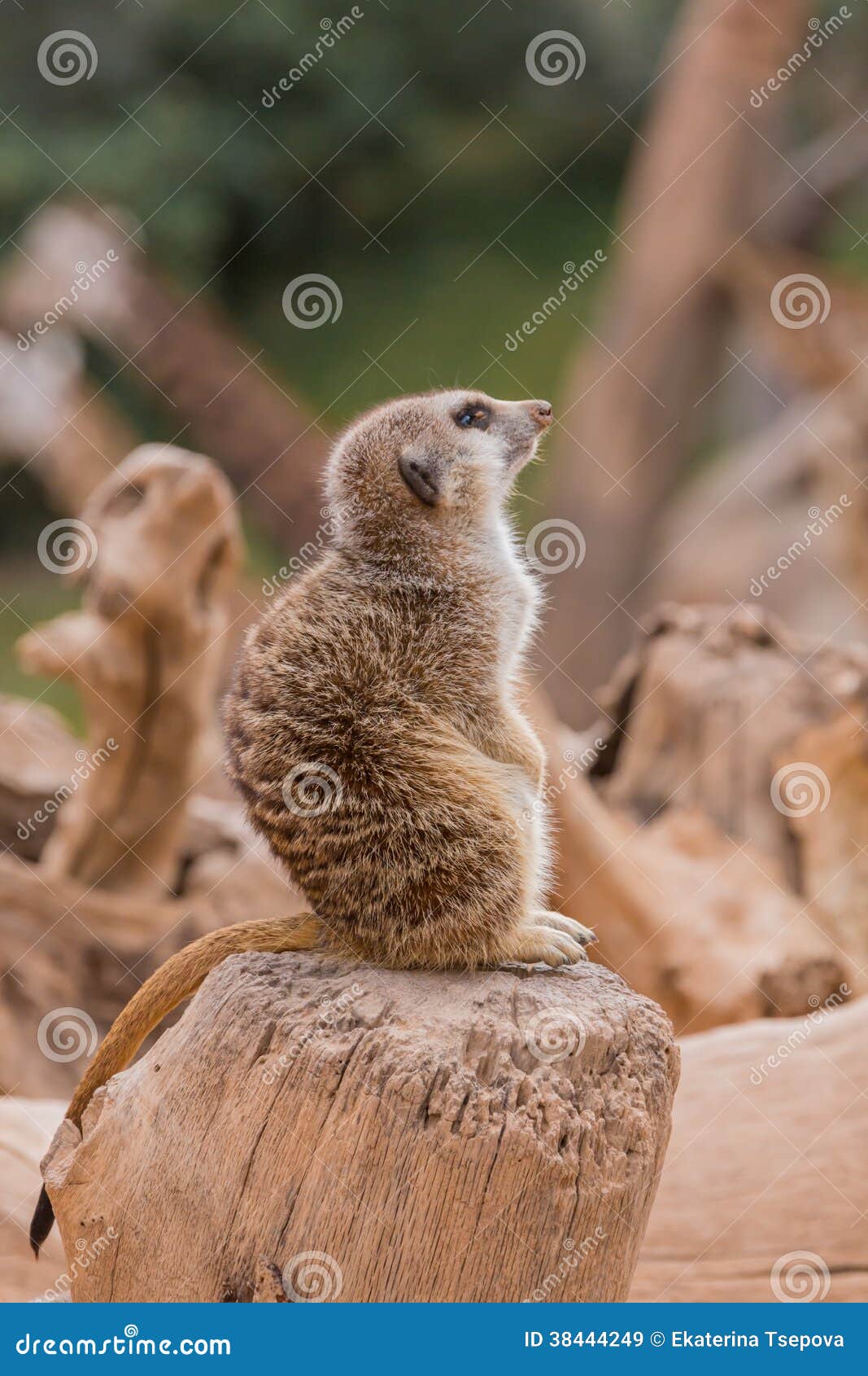 Meerkat in the zoo stock image. Image of alone, claw - 38444249