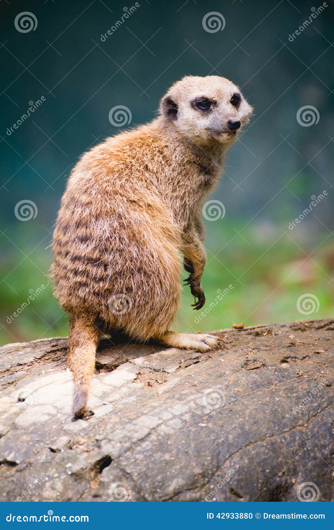 Meerkat stock photo. Image of timon, meerkat, suricate - 42933880
