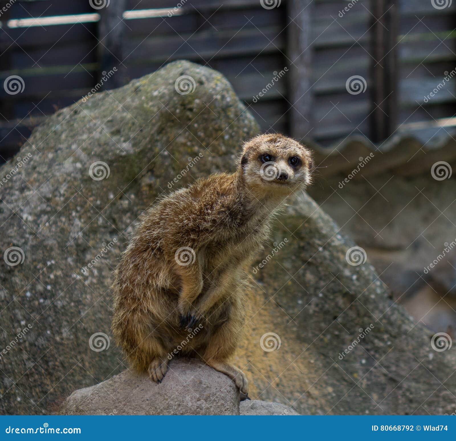 The Meerkat in a Zoo in Germany Stock Photo - Image of meerkat ...