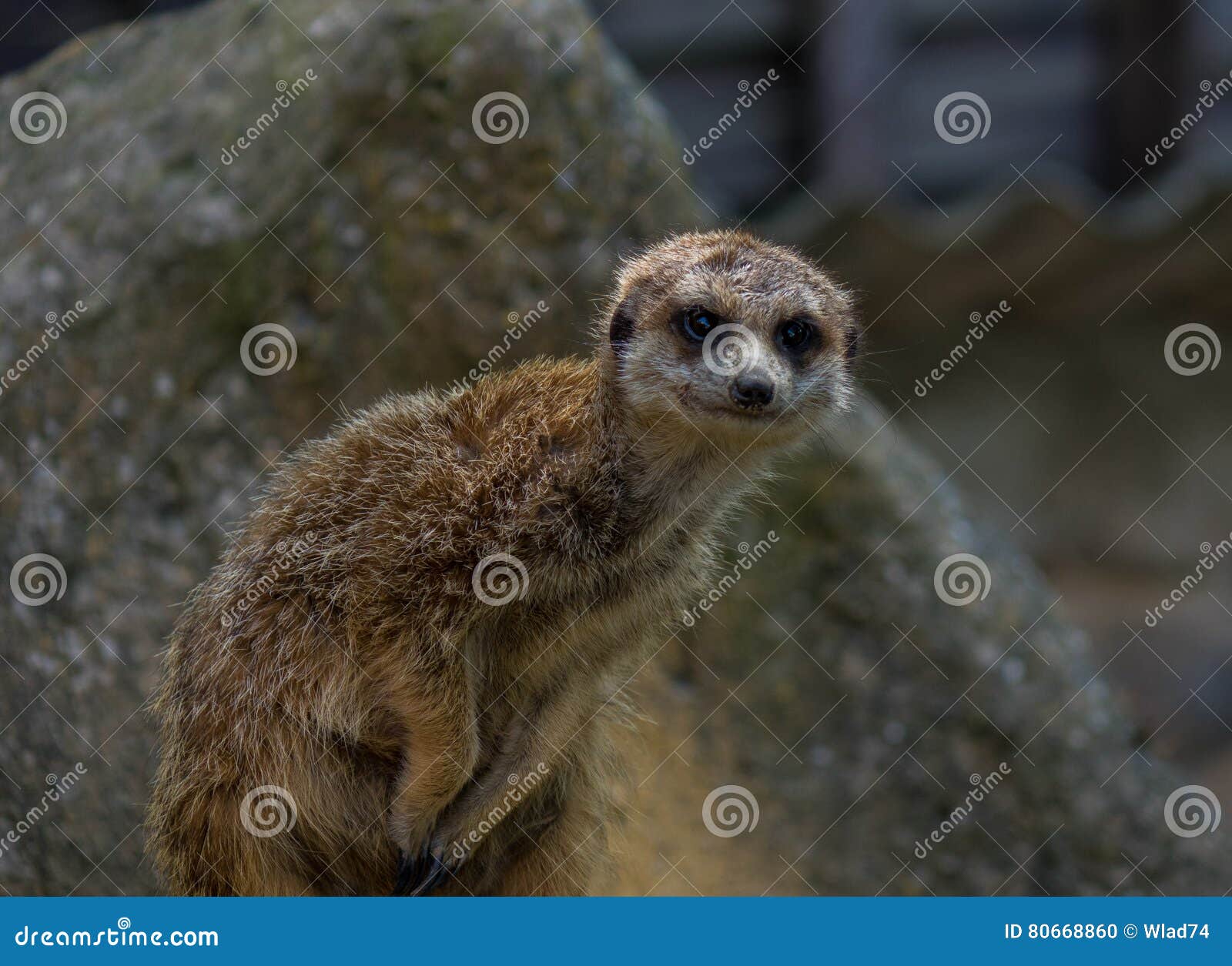The Meerkat in a Zoo in Germany Stock Photo - Image of animal, outdoor ...