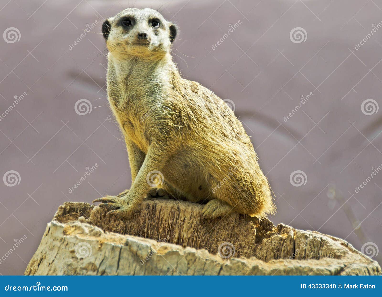 Meerkat stock photo. Image of cuddle, creature, compare - 43533340
