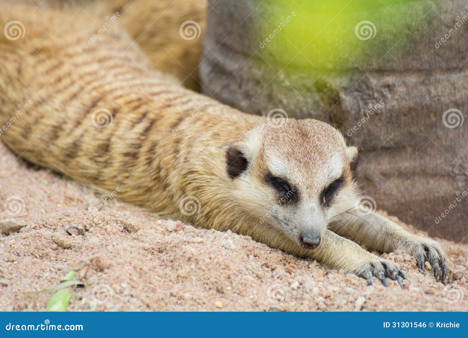Meerkat in zoo stock photo. Image of alert, animal, ecology - 31301546