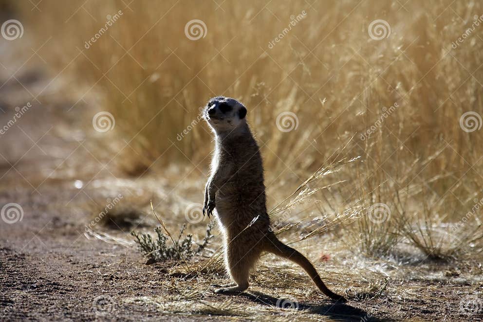 Meerkats stock image. Image of small, meerkat, ranch - 11135071