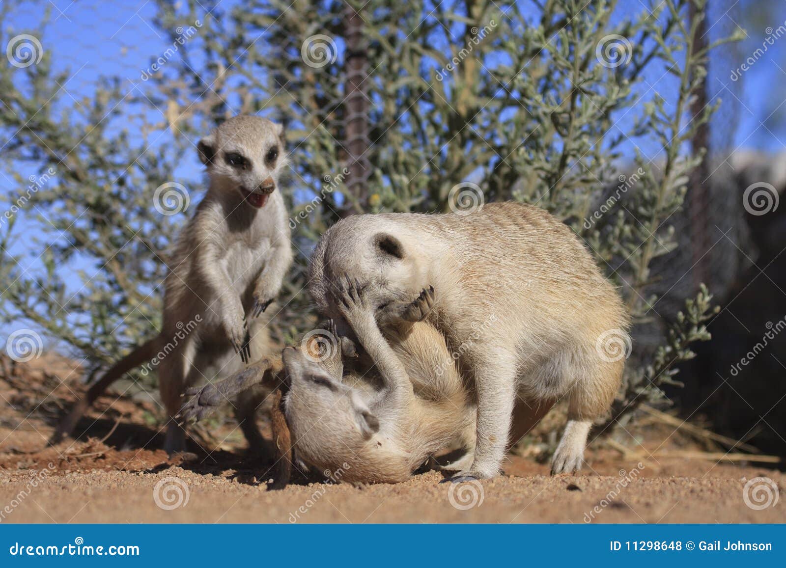 Meerkats stock photo. Image of guest, male, ranch, solitaire - 11298648
