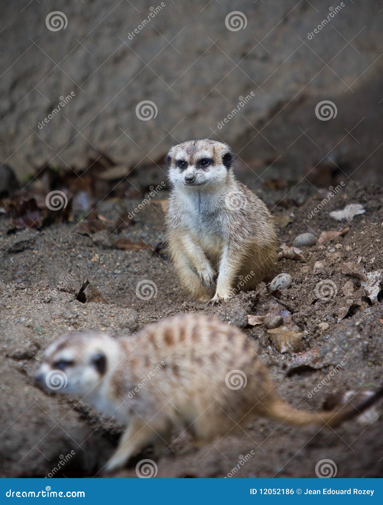 Meerkats stock photo. Image of mongoose, small, meerkat - 12052186
