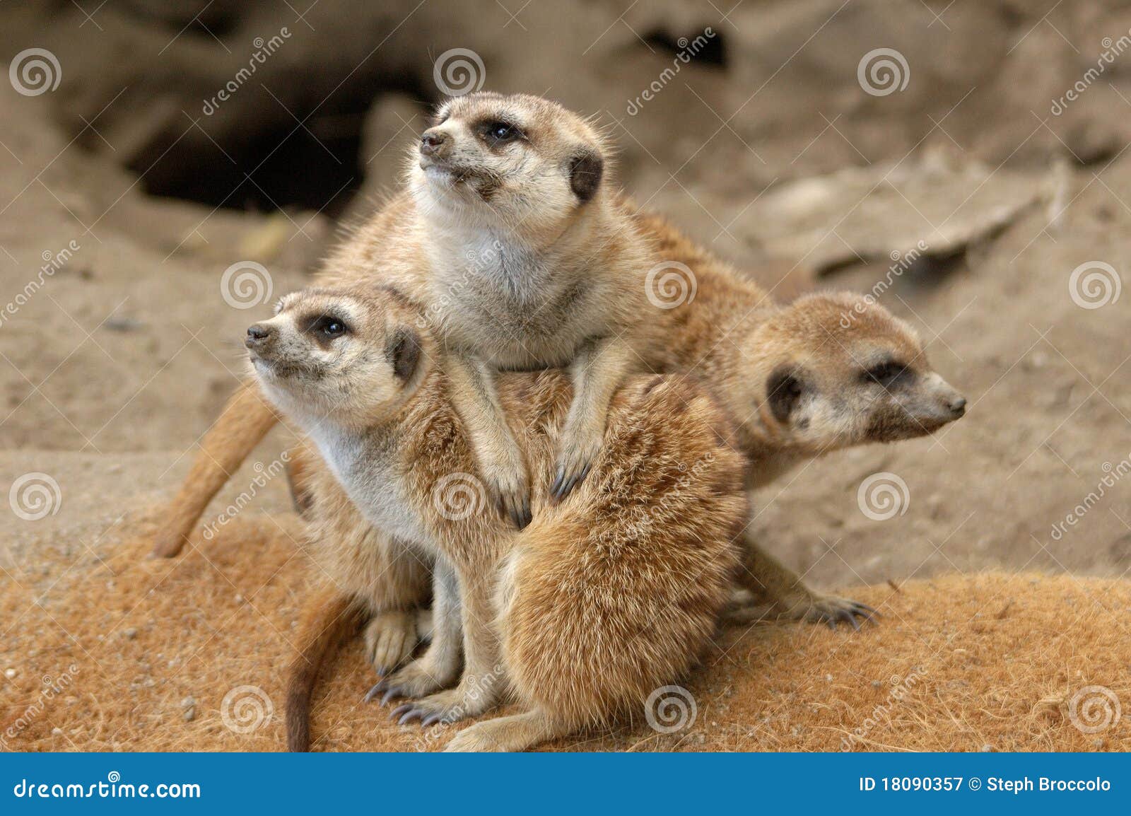 Meerkats stock image. Image of africa, three, burrows - 18090357