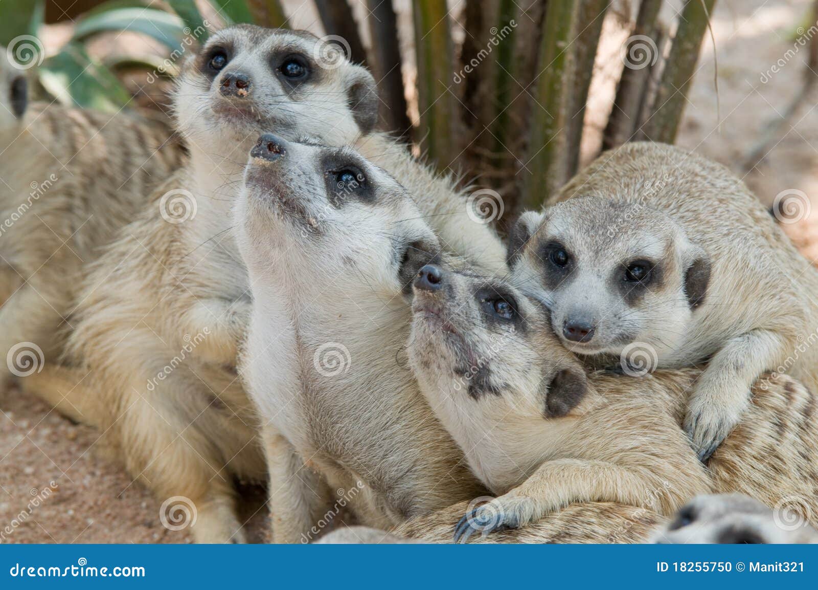 Meerkats. stock photo. Image of small, animal, nature - 18255750