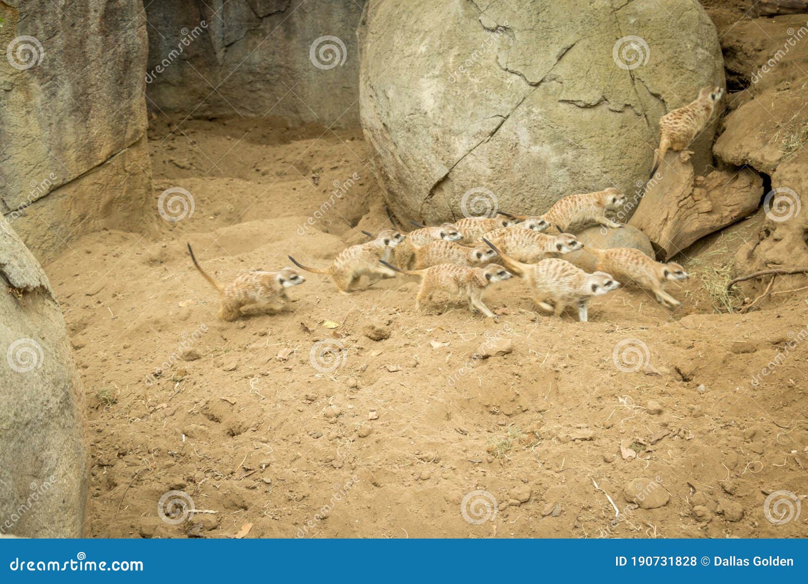 A Group of Meerkats Running Around Stock Photo - Image of family ...