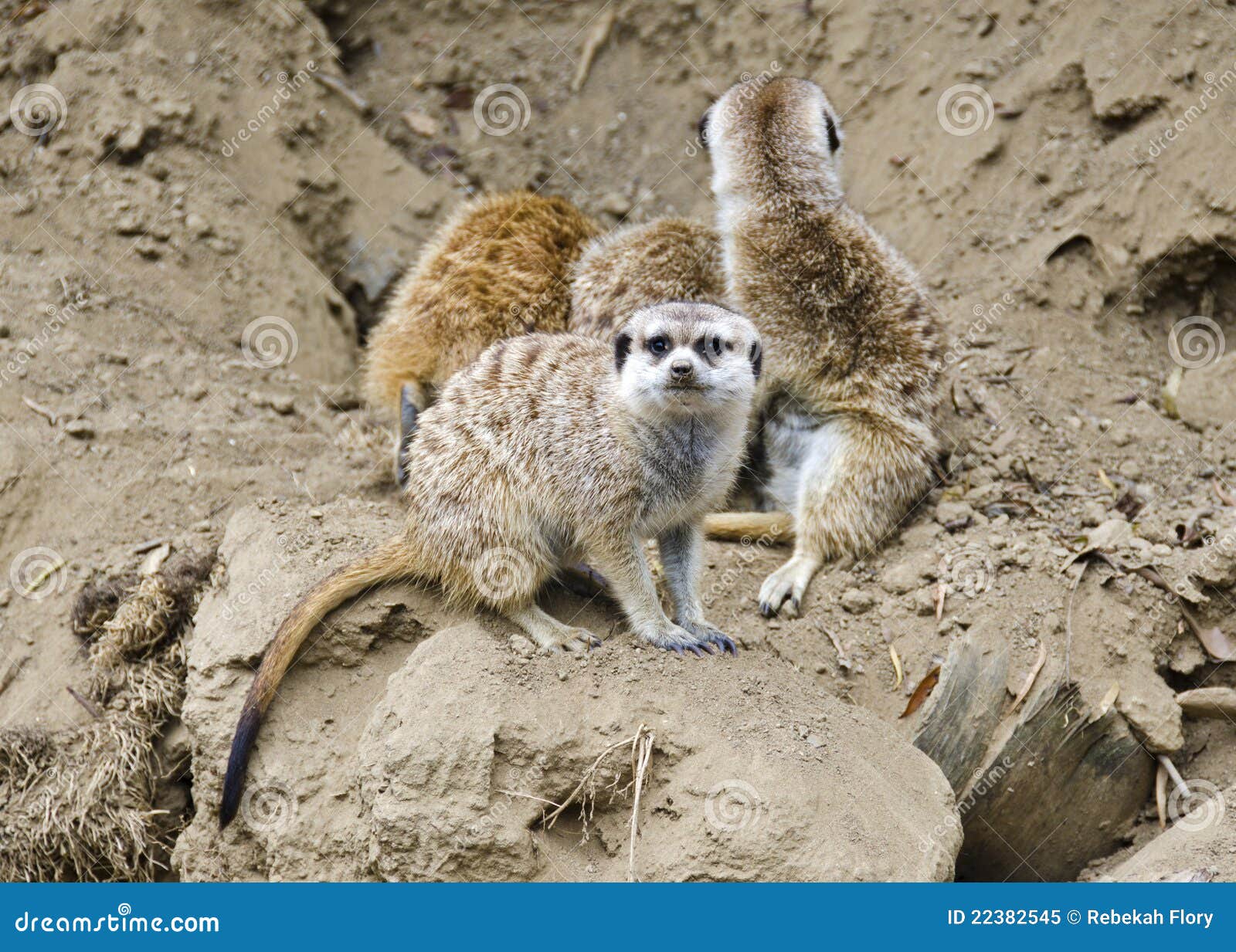 Meerkats Stock Image | CartoonDealer.com #22382545