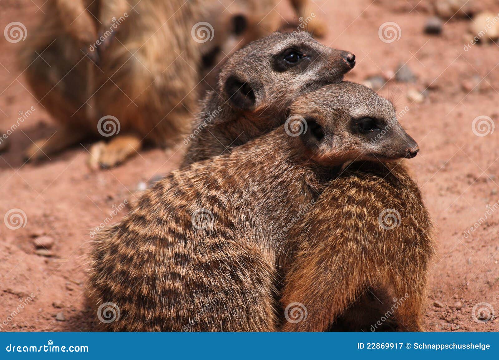 Meerkats stock image. Image of huddled, africa, hugs - 22869917