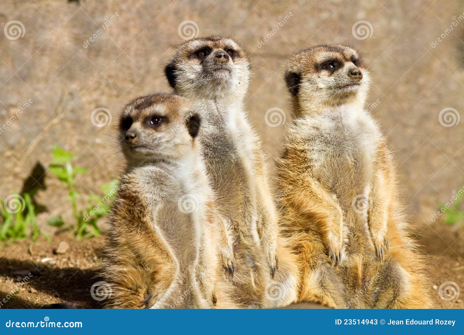 Meerkats stock image. Image of family, claw, africa, burrow - 23514943