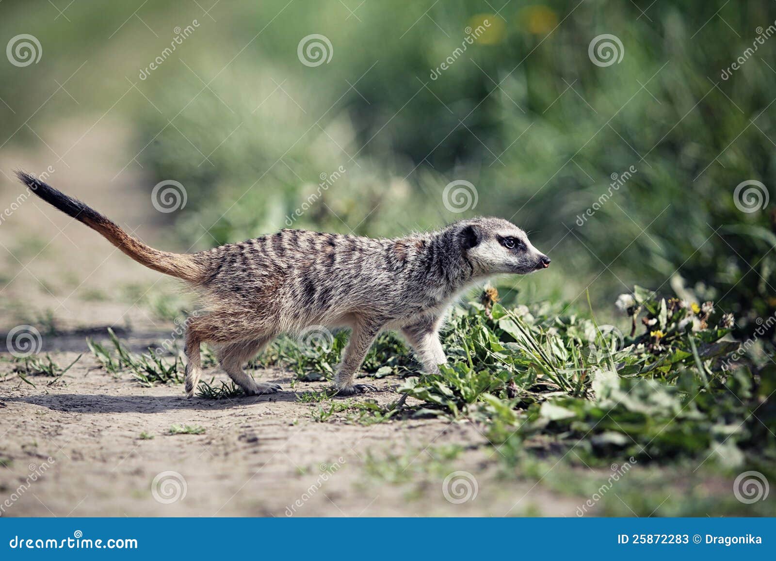 Meerkats stock image. Image of grass, nature, field, summer - 25872283