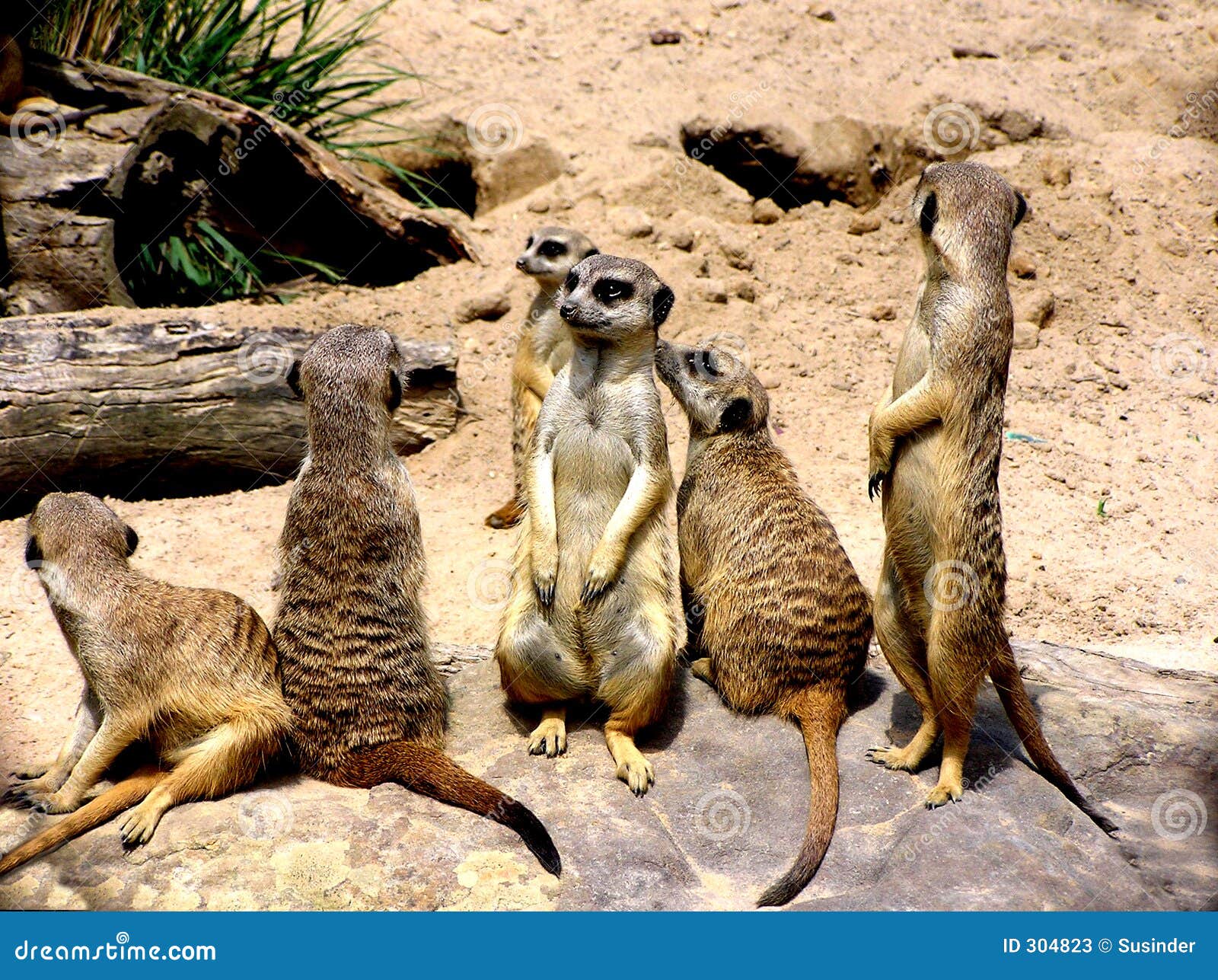 Meerkats stock image. Image of adorable, wildlife, sydney - 304823