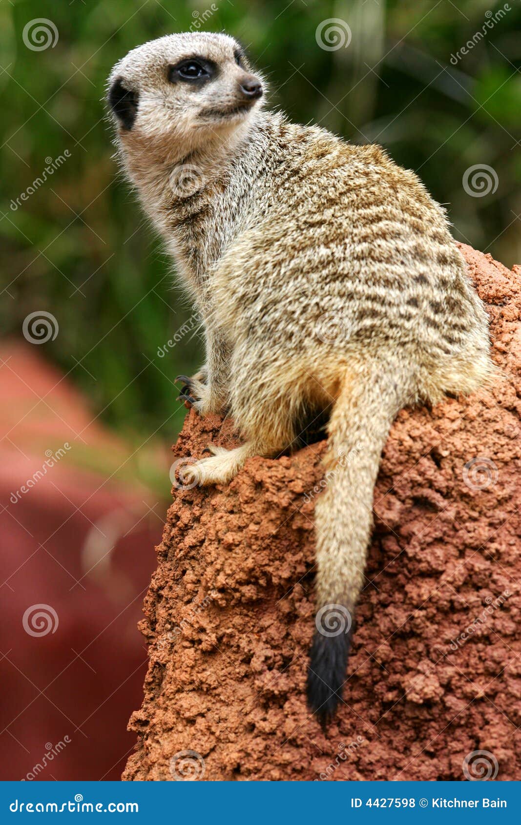 Meerkats stock photo. Image of african, meerkats, meerkat - 4427598