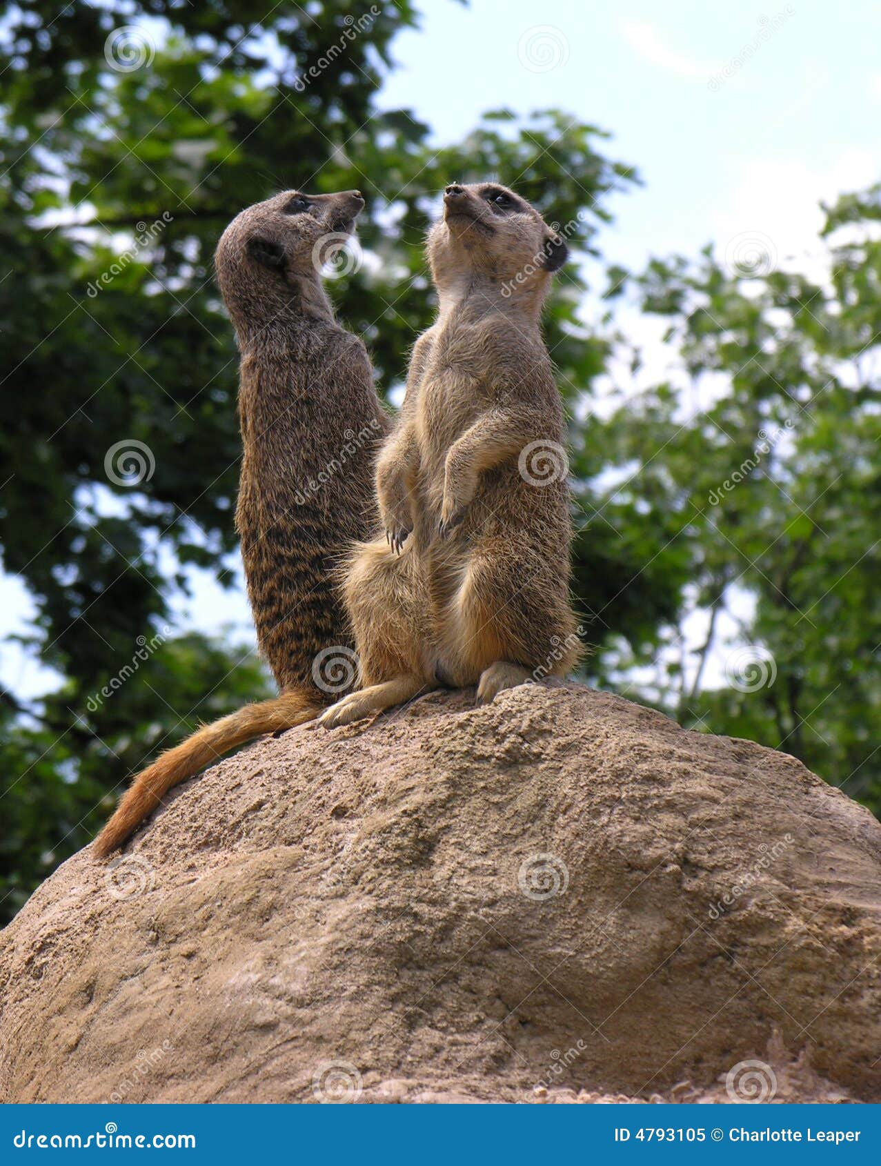 Meerkats Stock Image | CartoonDealer.com #22382545