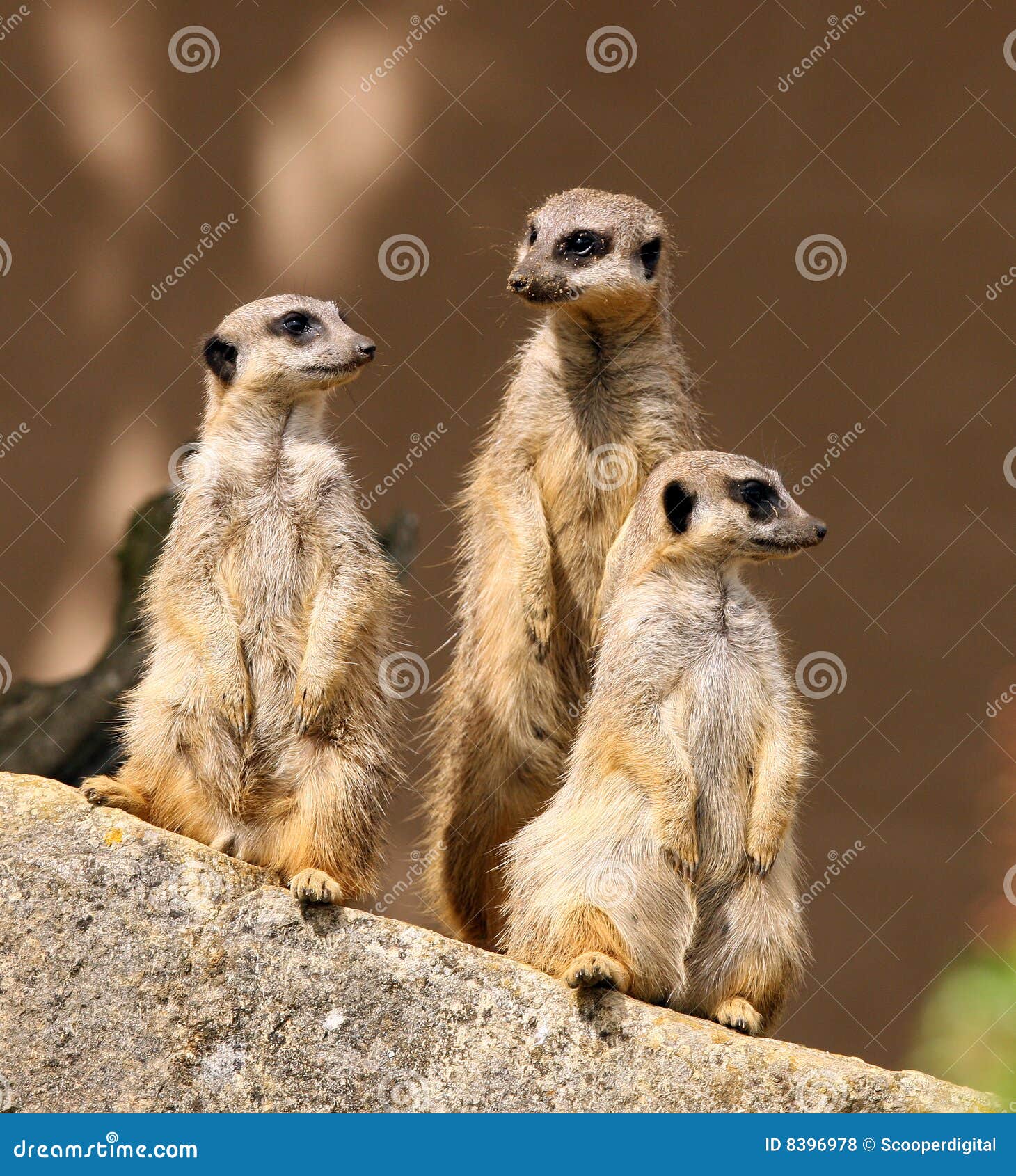 Meerkats stock photo. Image of portrait, meerkat, wild - 8396978
