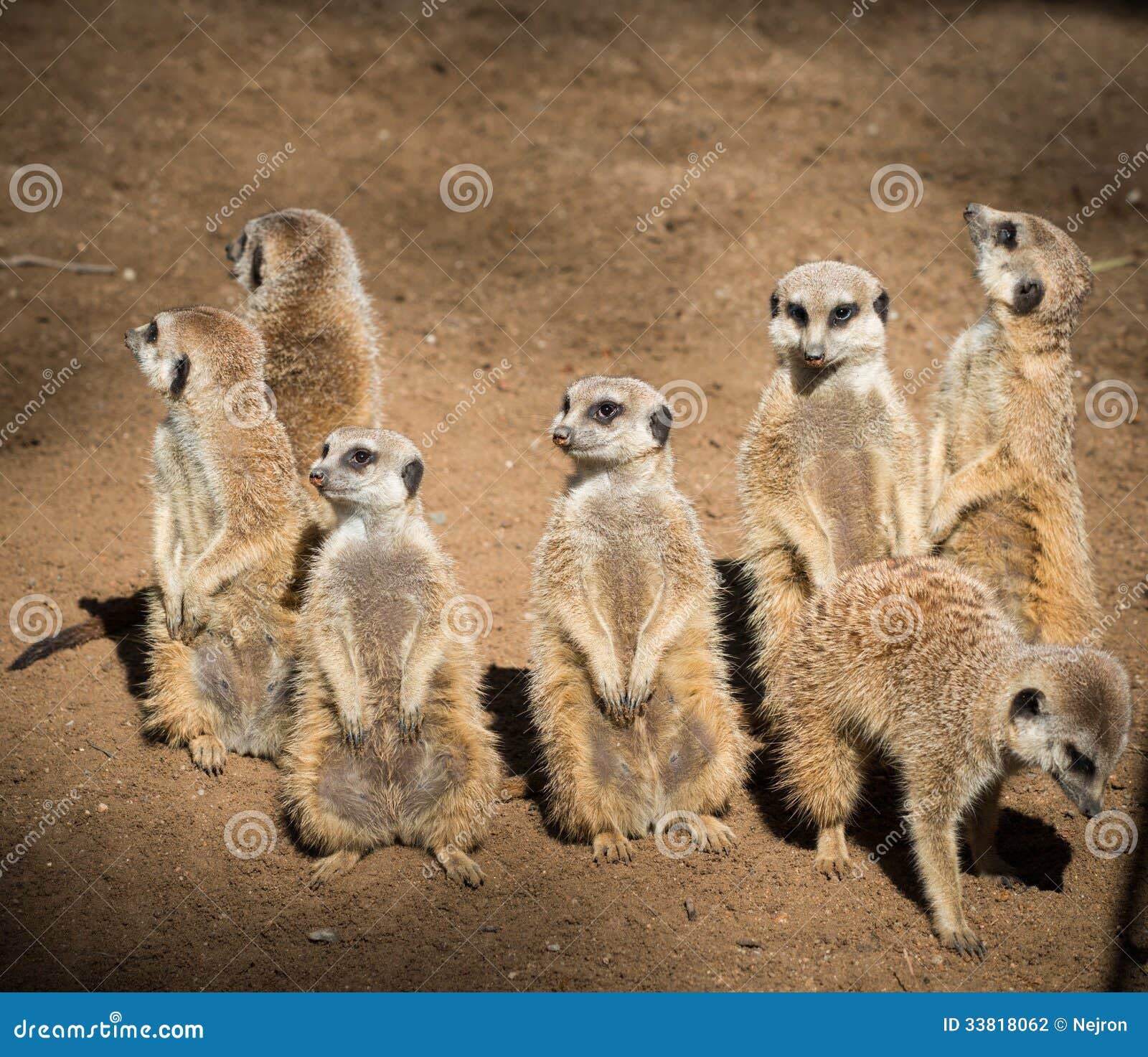 Meerkats stock photo. Image of face, predator, group - 33818062