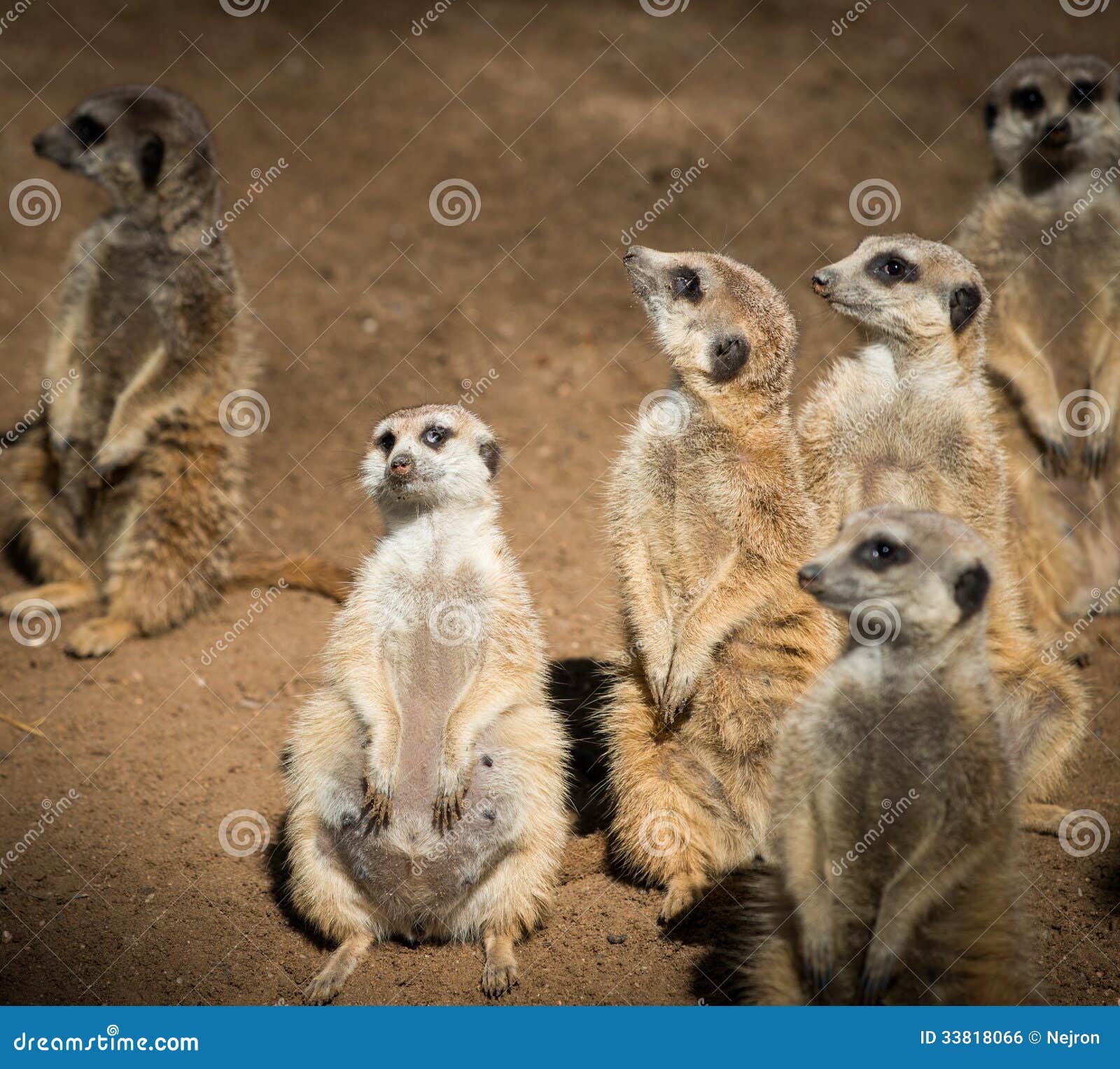 Meerkats stock photo. Image of playful, eyes, hair, group - 33818066