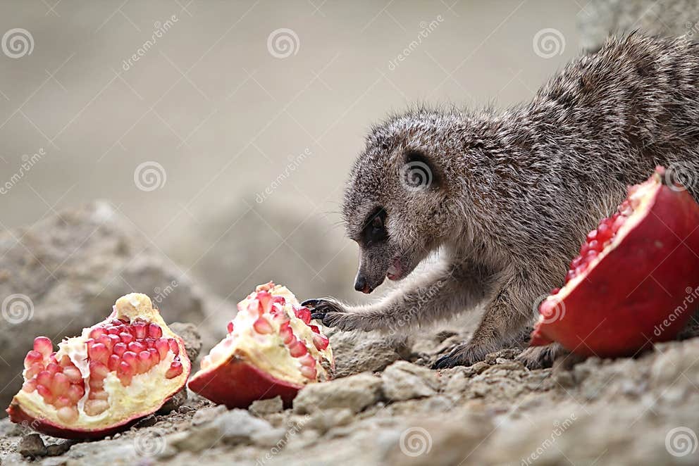 Meerkats eat stock photo. Image of meerkats, sands, rock - 25761256