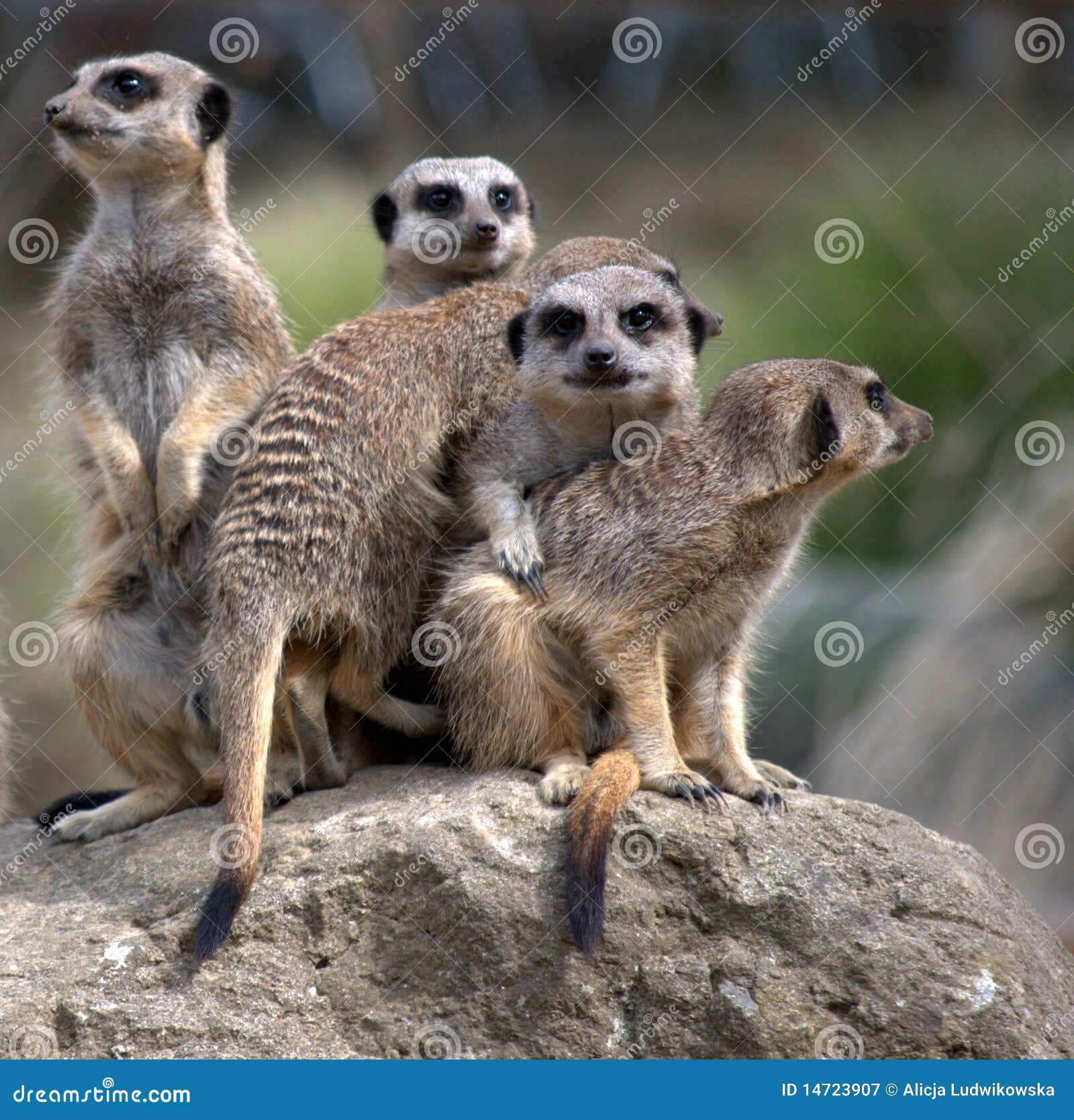 Meerkats family stock image. Image of wild, suricate - 14723907