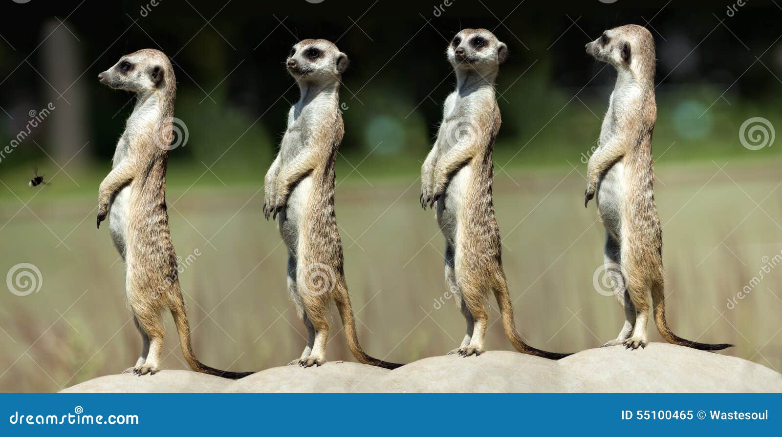 Meerkats stock image. Image of suricate, kalahari, small - 55100465