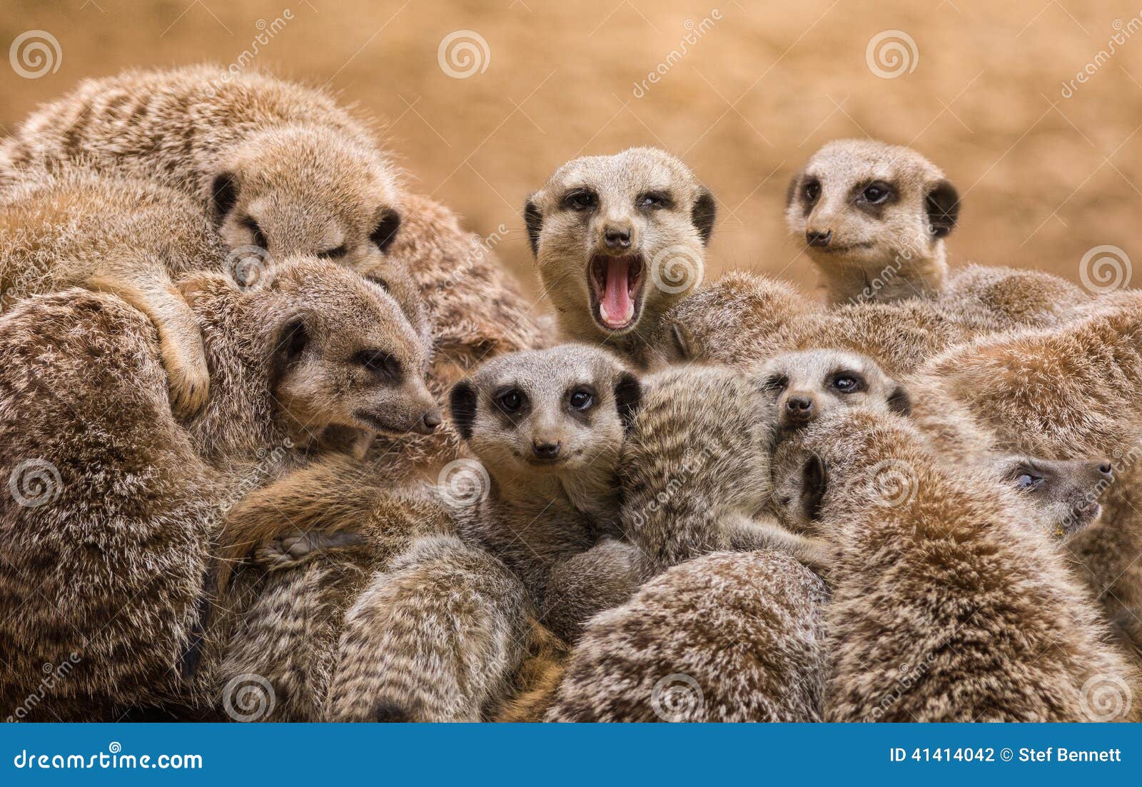 Meerkats stock photo. Image of together, family, gathering - 41414042