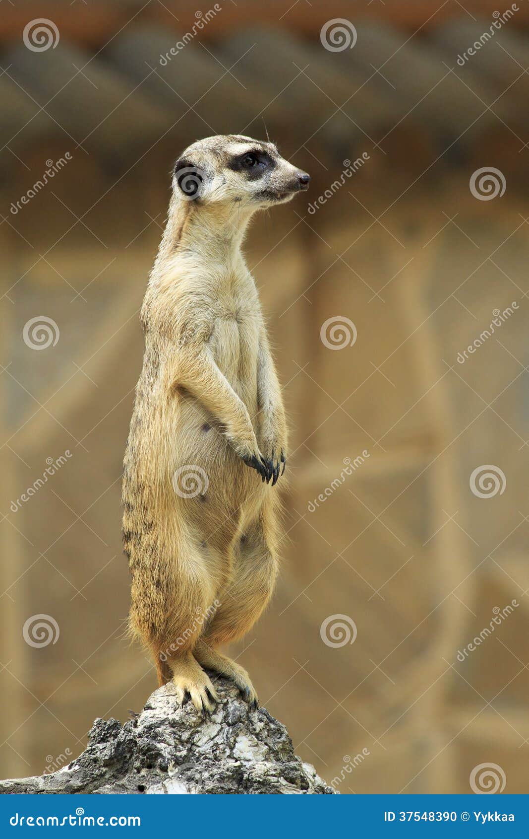 Meerkats Guarding the Rest of the Pack (scout). Stock Photo - Image of ...