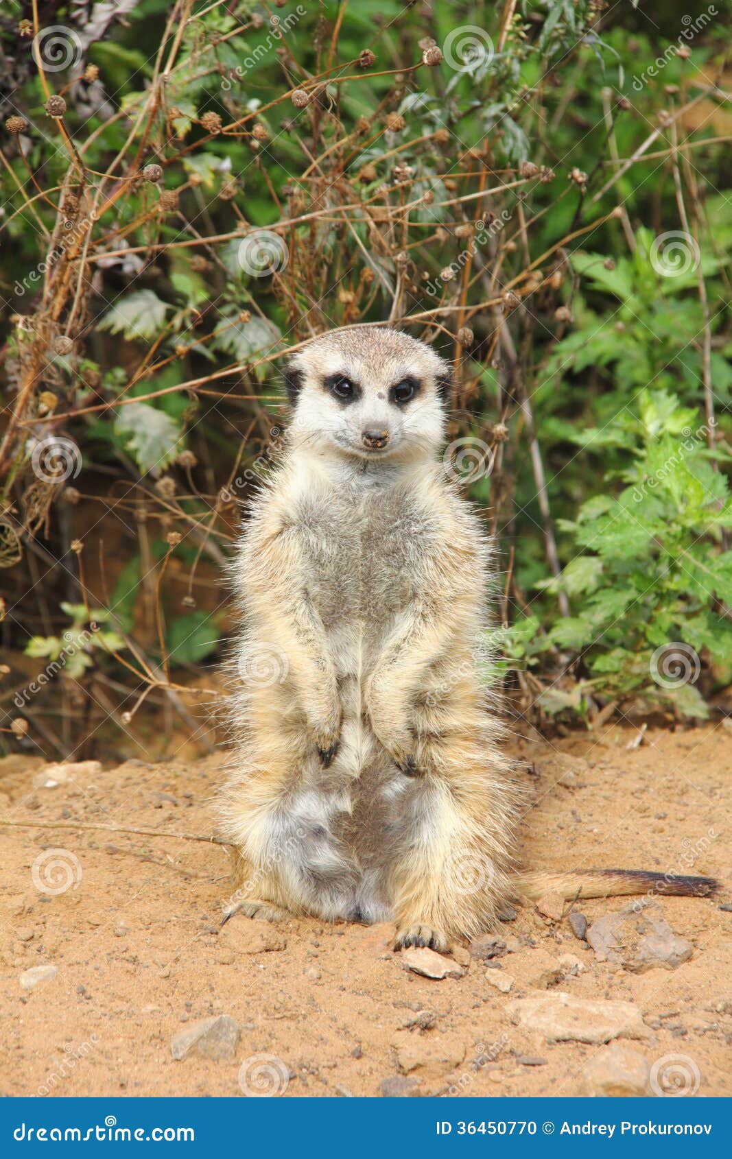 Meerkats. stock photo. Image of area, claw, carnivore - 36450770
