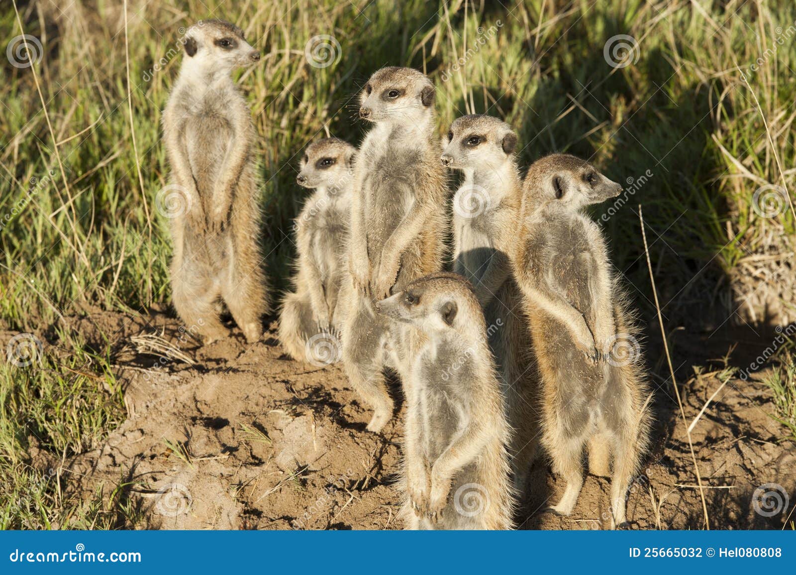 Meerkats looking out stock photo. Image of botswanan - 25665032