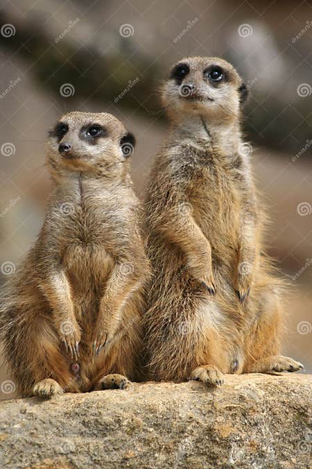 Meerkats on lookout stock image. Image of meerkat, pair - 1235887
