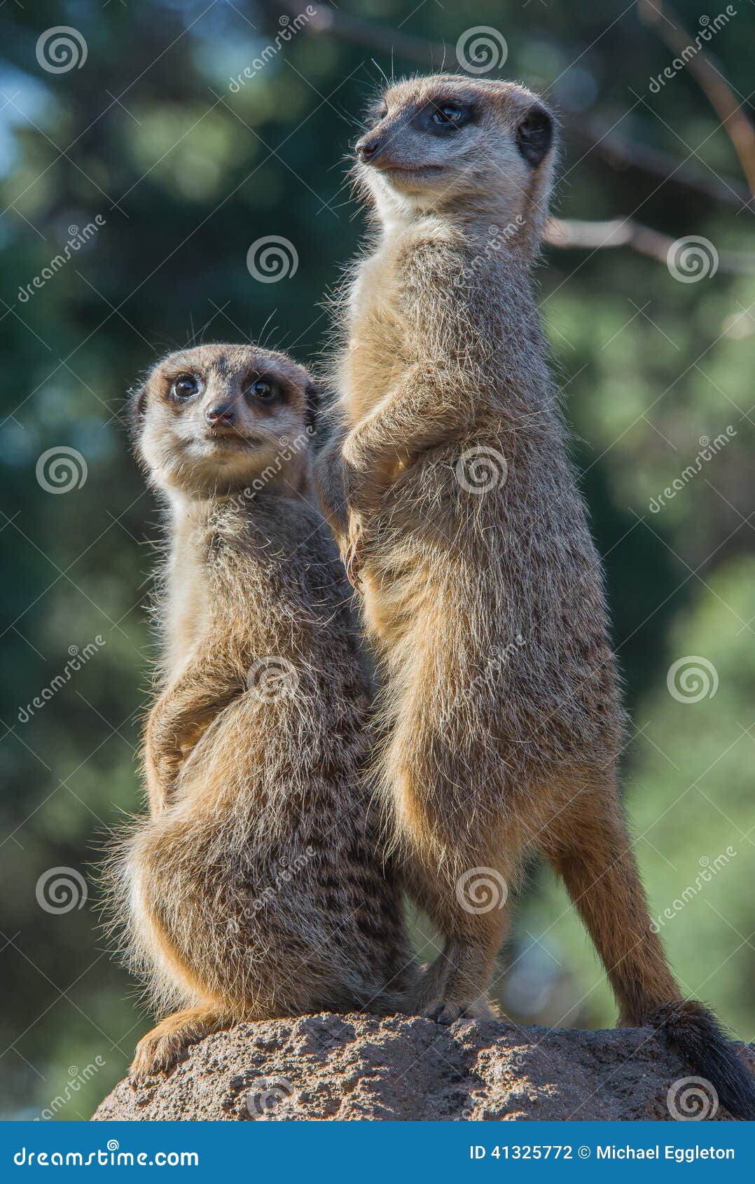 Meerkats on lookout stock photo. Image of teamwork, meerkat - 41325772