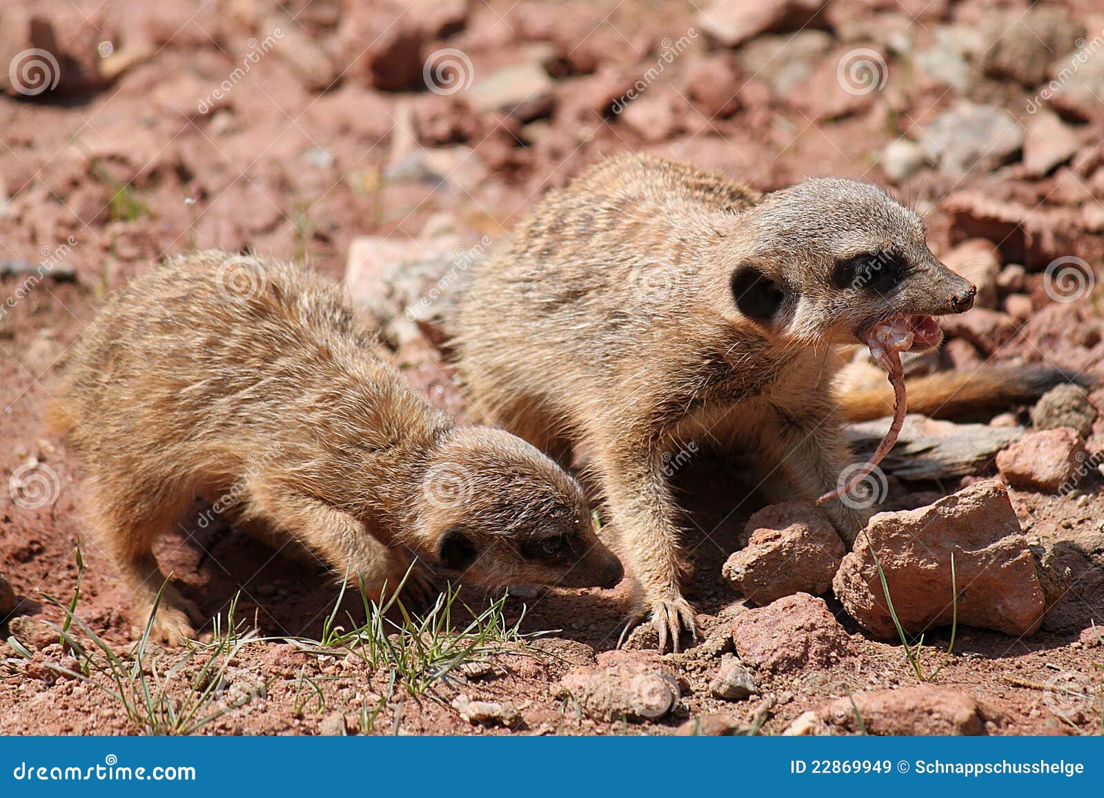 Meerkats with a mouse stock image. Image of mouse, head - 22869949