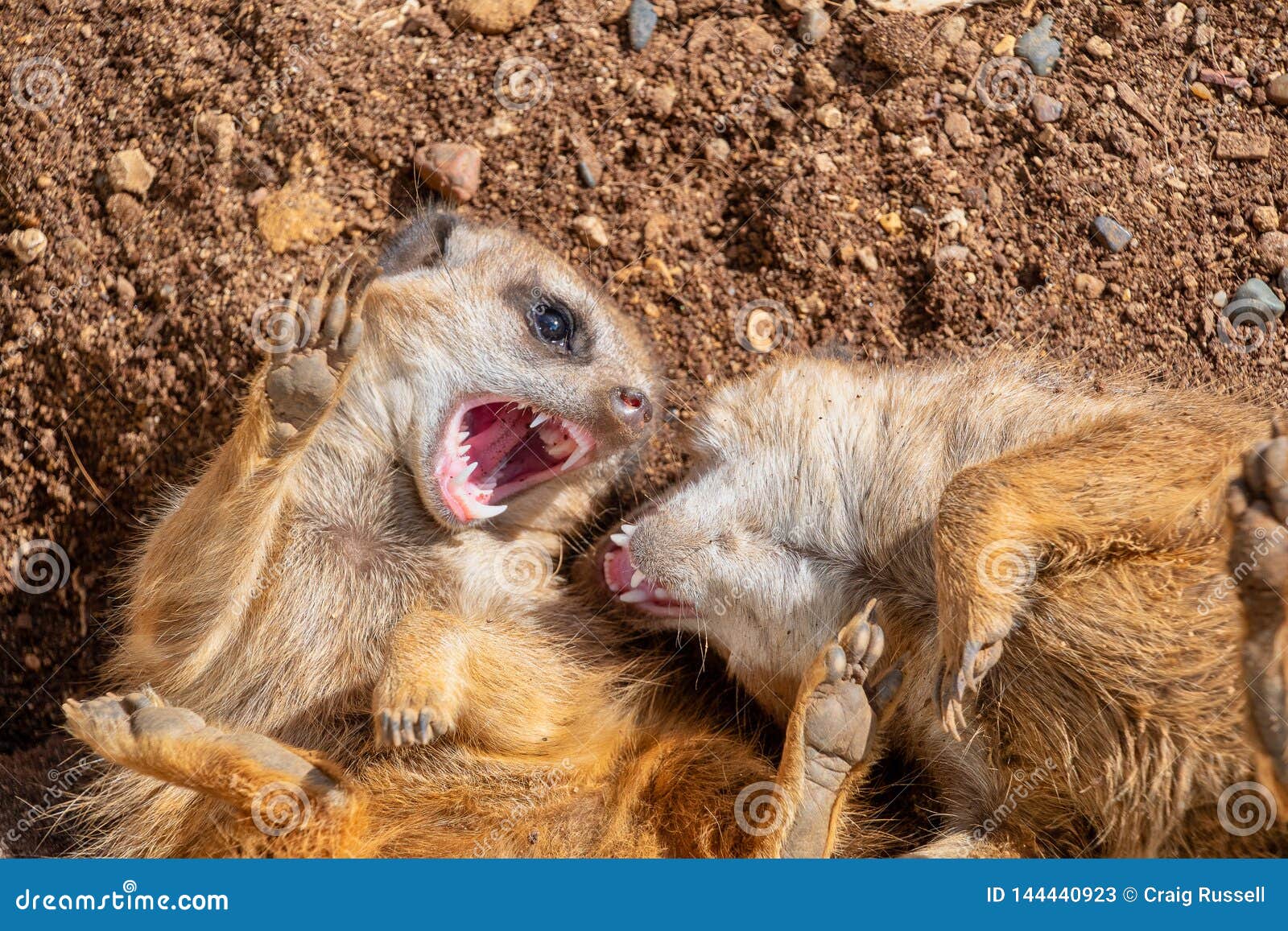Meerkats Playing and Showing Their Teeth Stock Image - Image of small ...