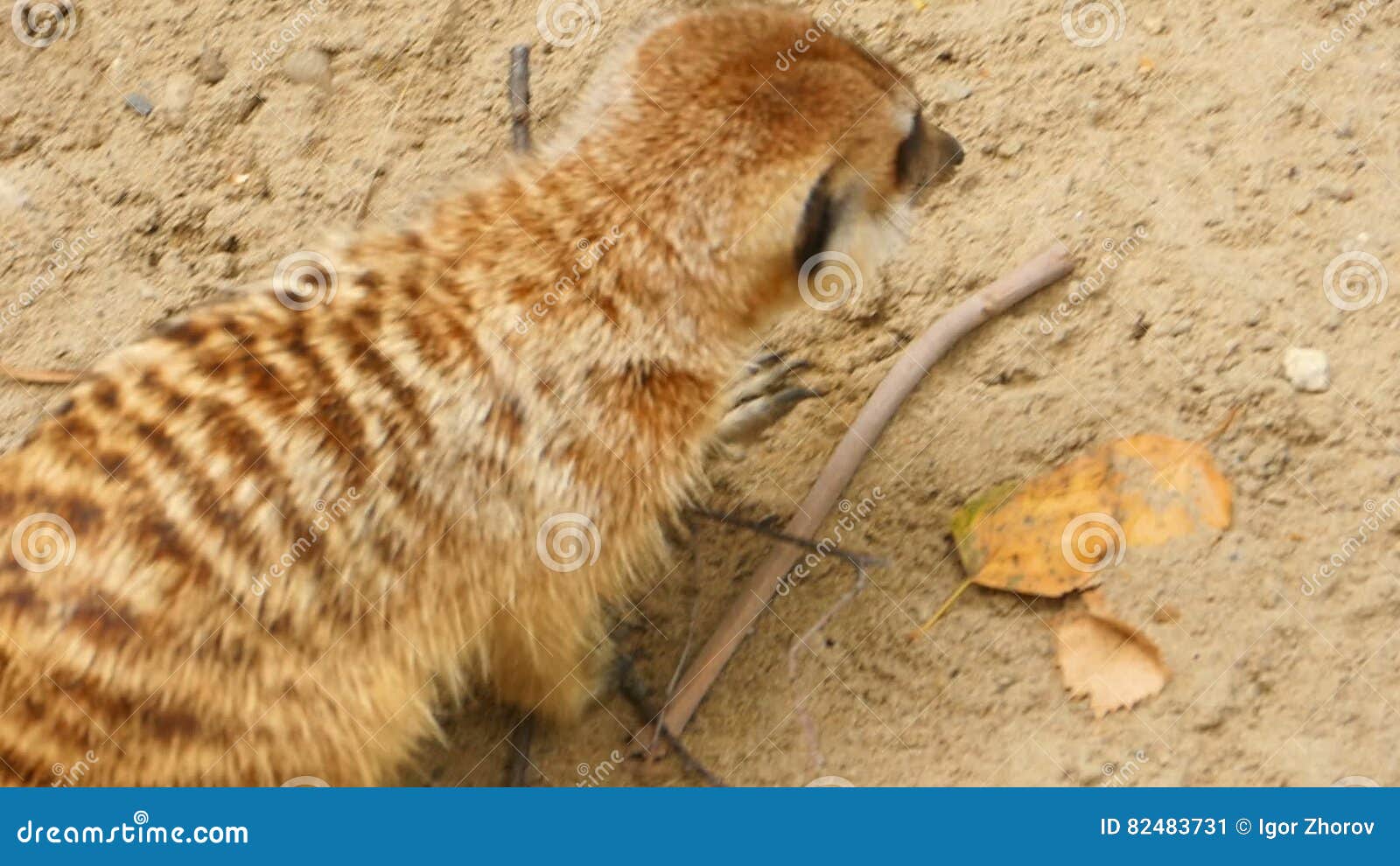 Meerkats Que Cava En La Arena Almacen De Video - Vídeo de animal ...