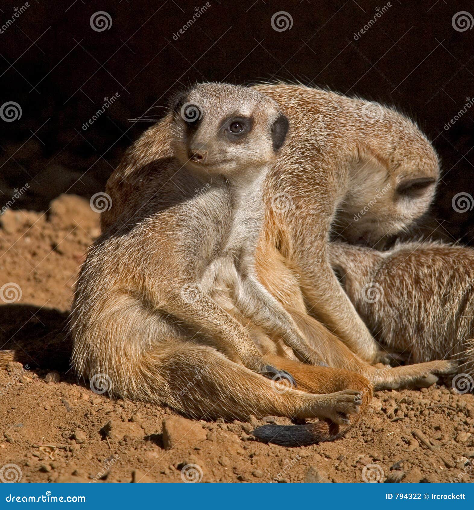 Meerkats Relaxing stock photo. Image of mammals, suricata - 794322
