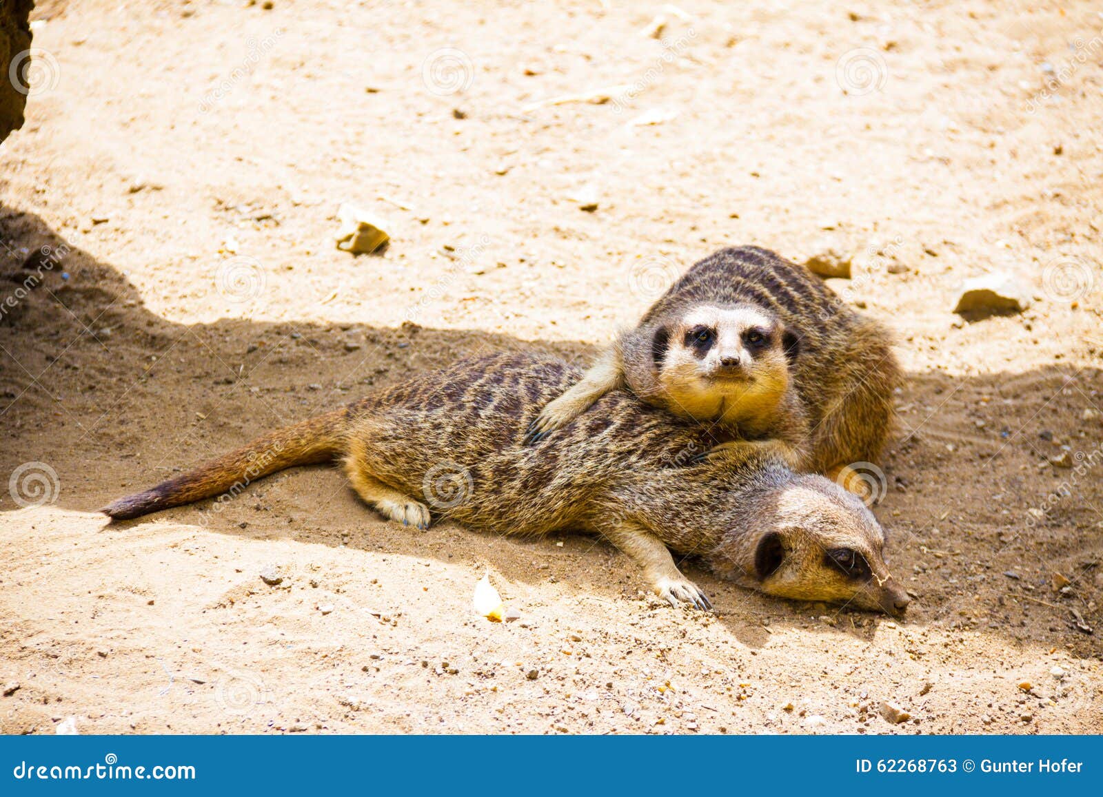 Meerkats resting stock image. Image of visit, meerkats - 62268763
